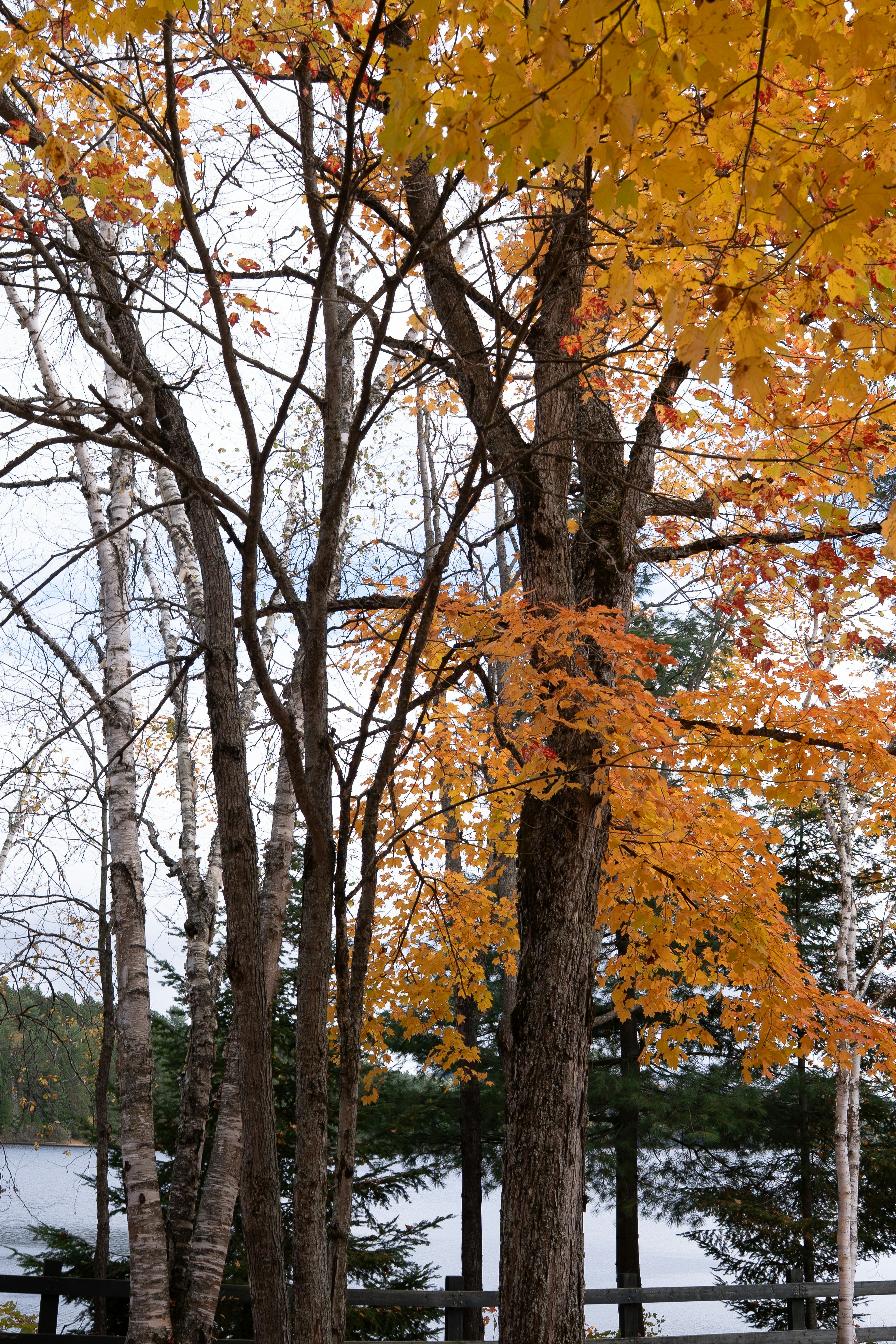 Autumn Forest Crown: A Sunlit Row of Maples and Birches Over a Calm Lakeside