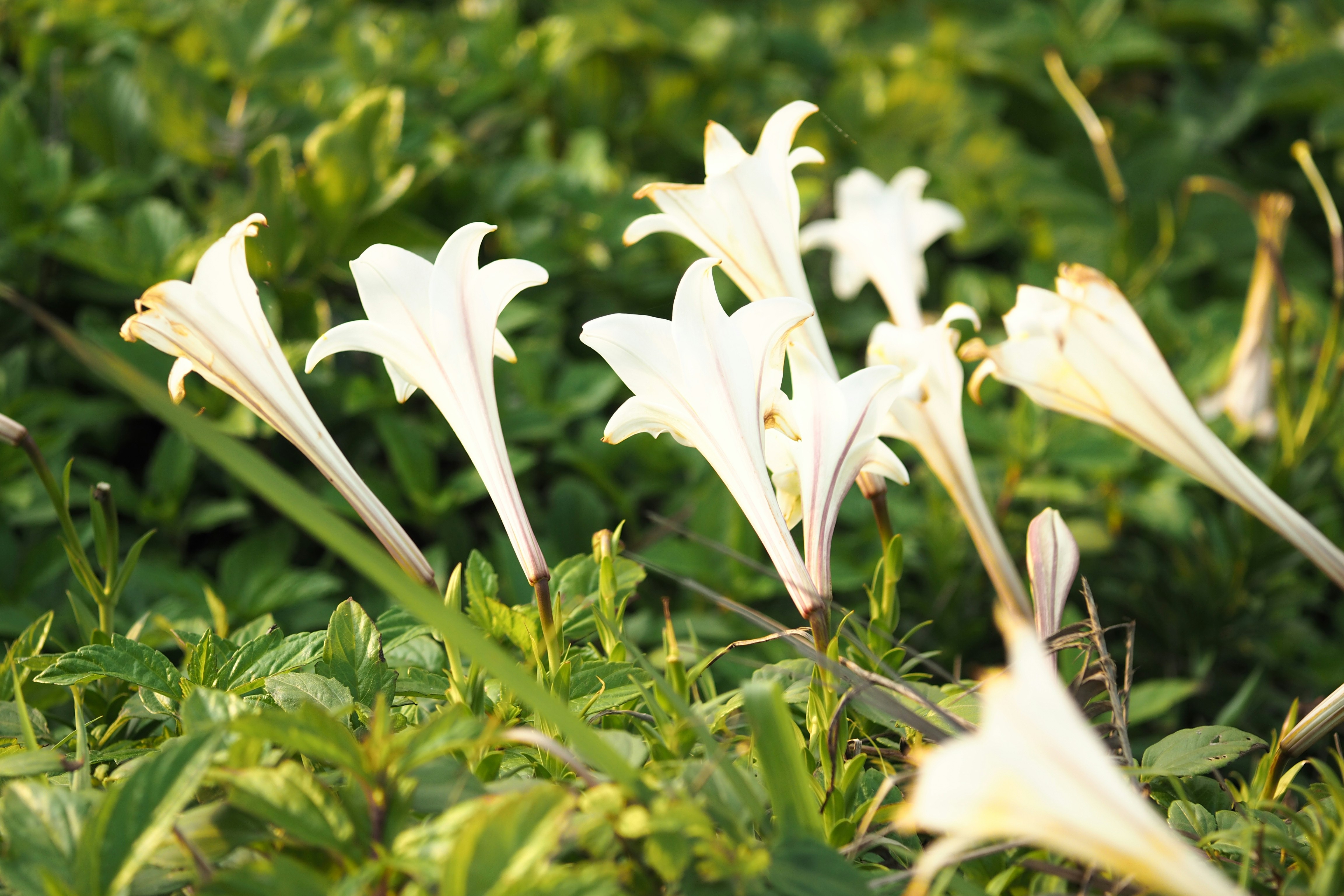 Cream Lily Crowned in Morning Light