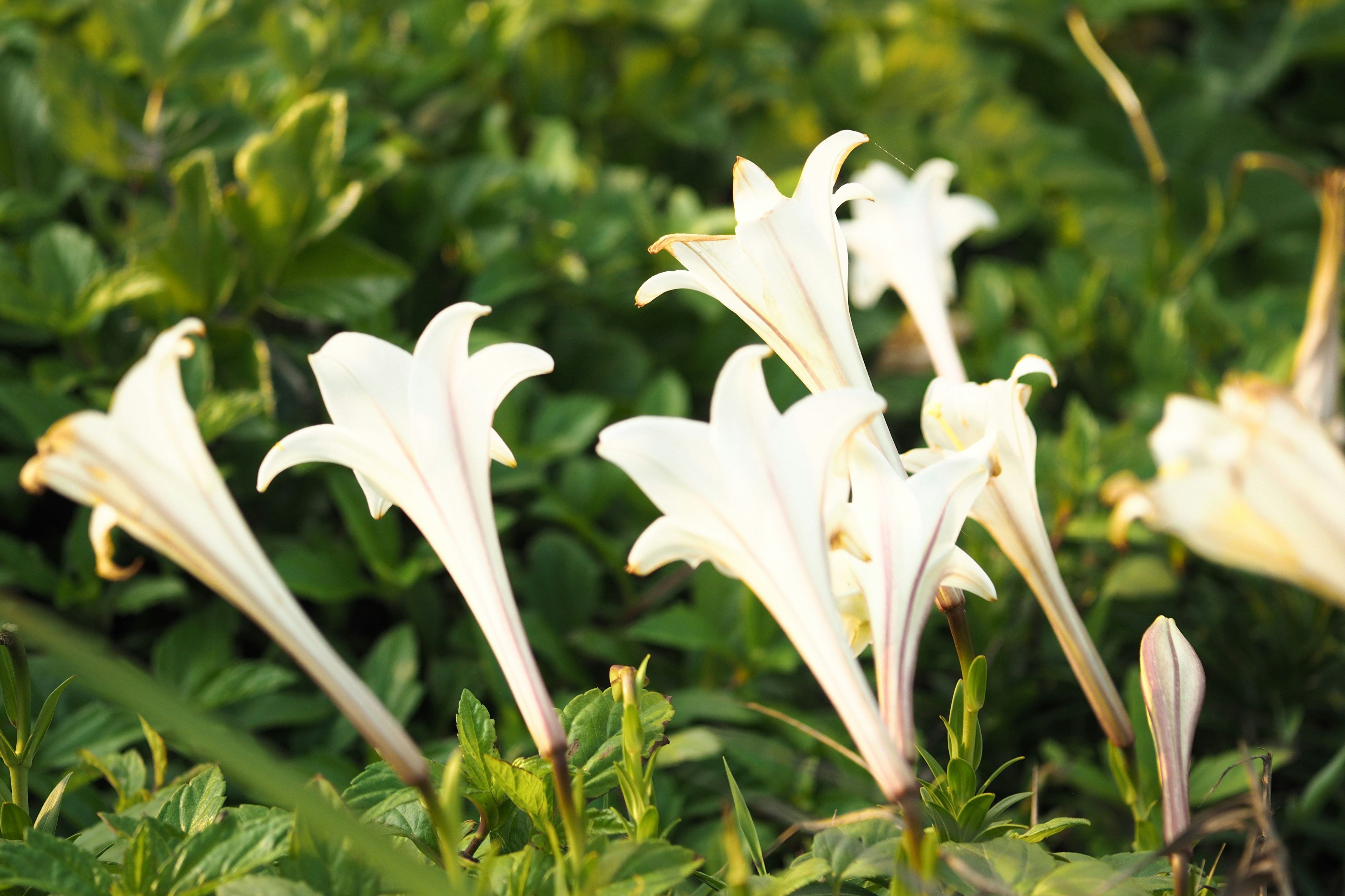 White lilies rise above green foliage in soft garden light