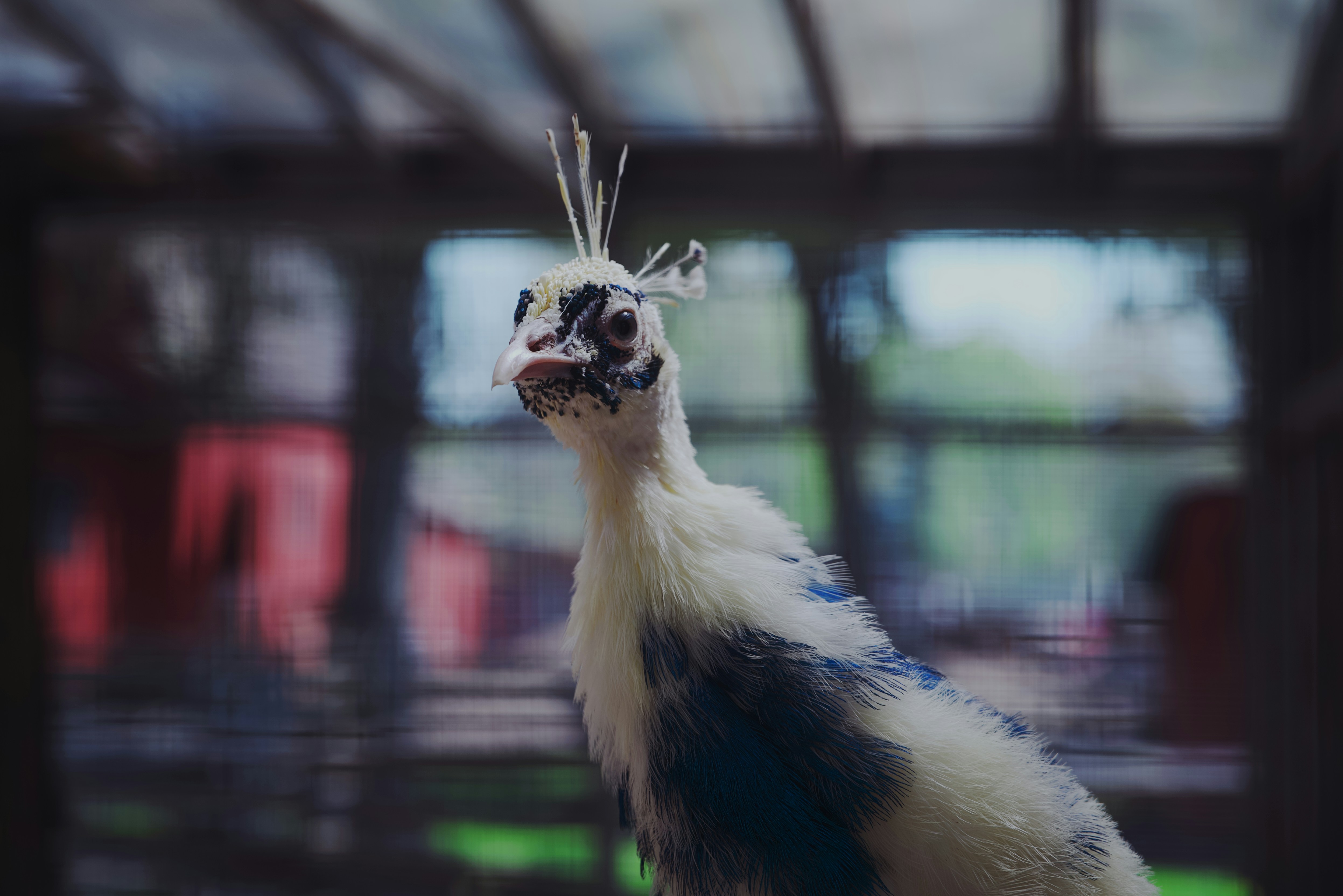Hawk-crest in a dim greenhouse: a curious parakeet portrait