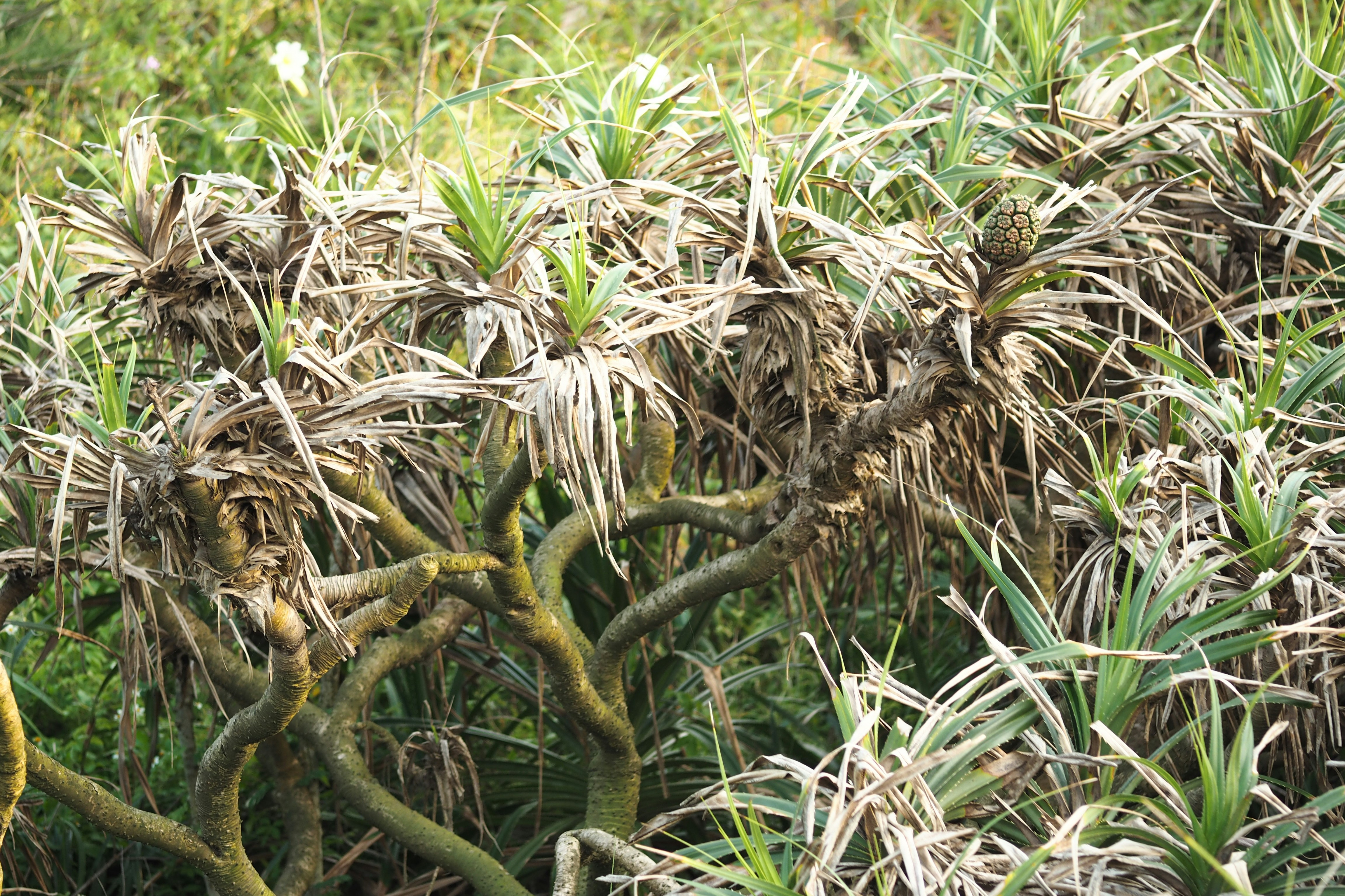 Entangled Roots and Withered Foliage: A Quiet Tangle of Plants