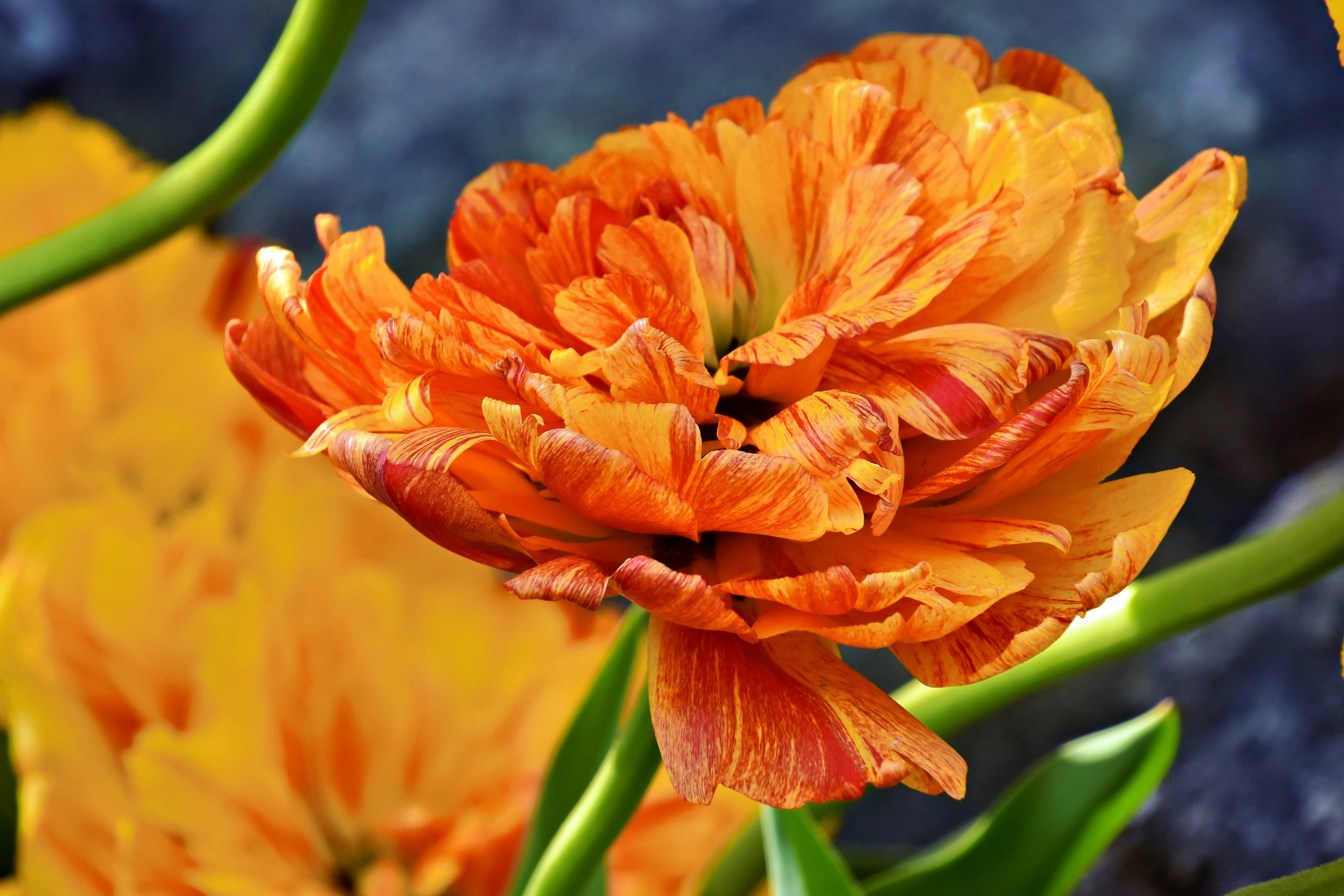 Petal Blaze: Close-Up of a Vibrant Orange Tulip Bloom
