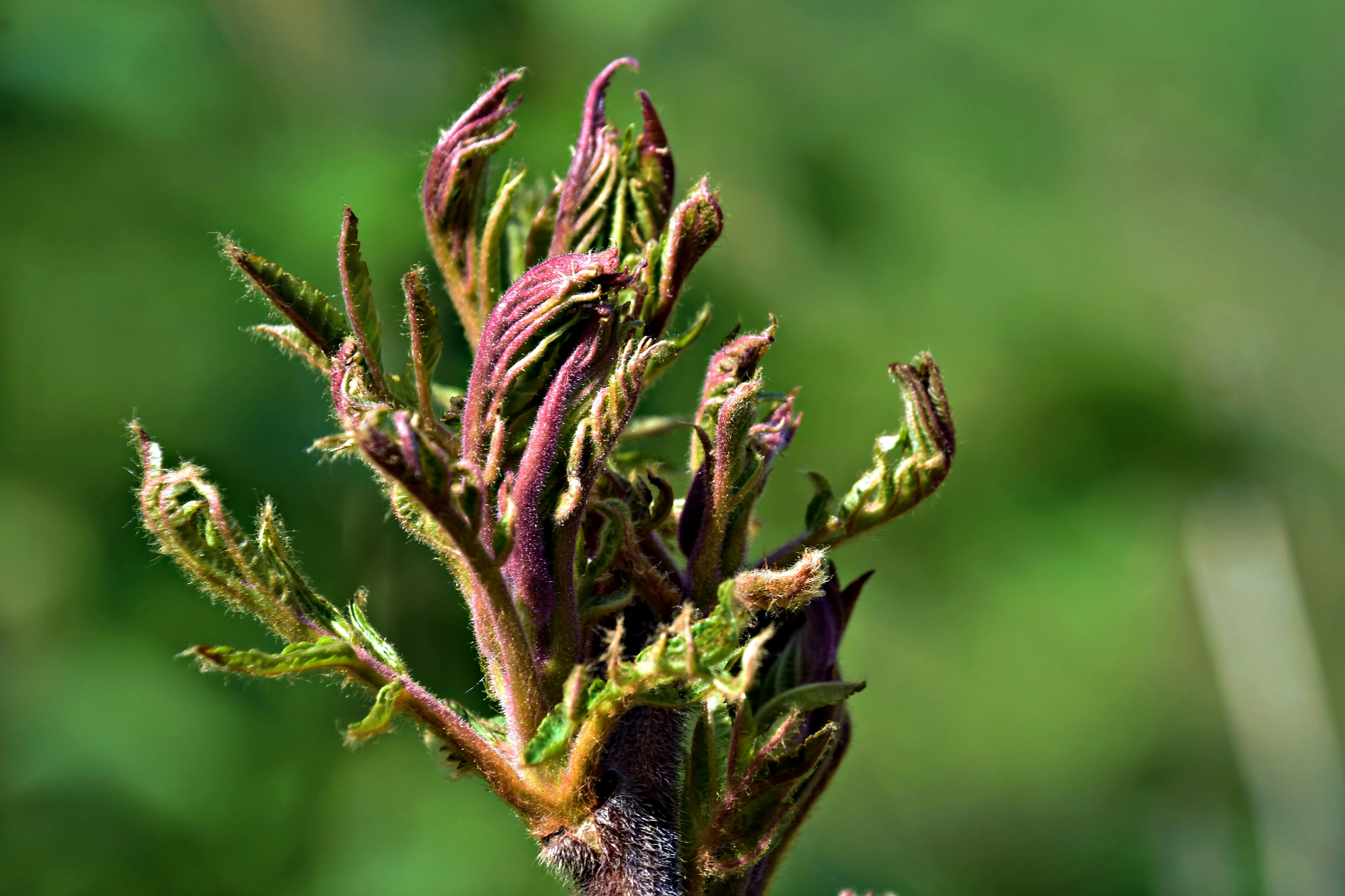 Budding Twig in Focus: early spring emergence