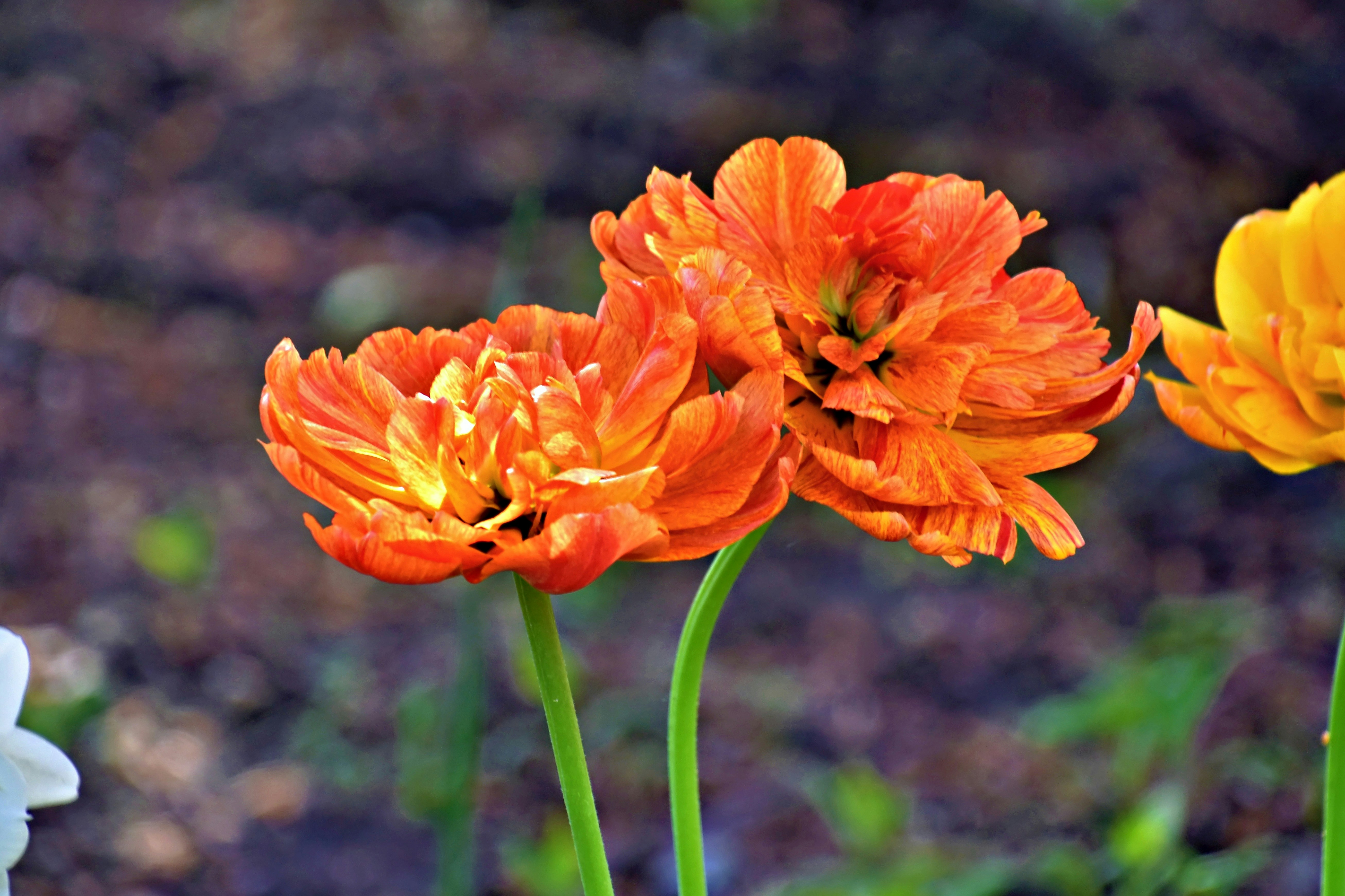 Orange Tulips in Morning Light: Petals Unfold in a Garden