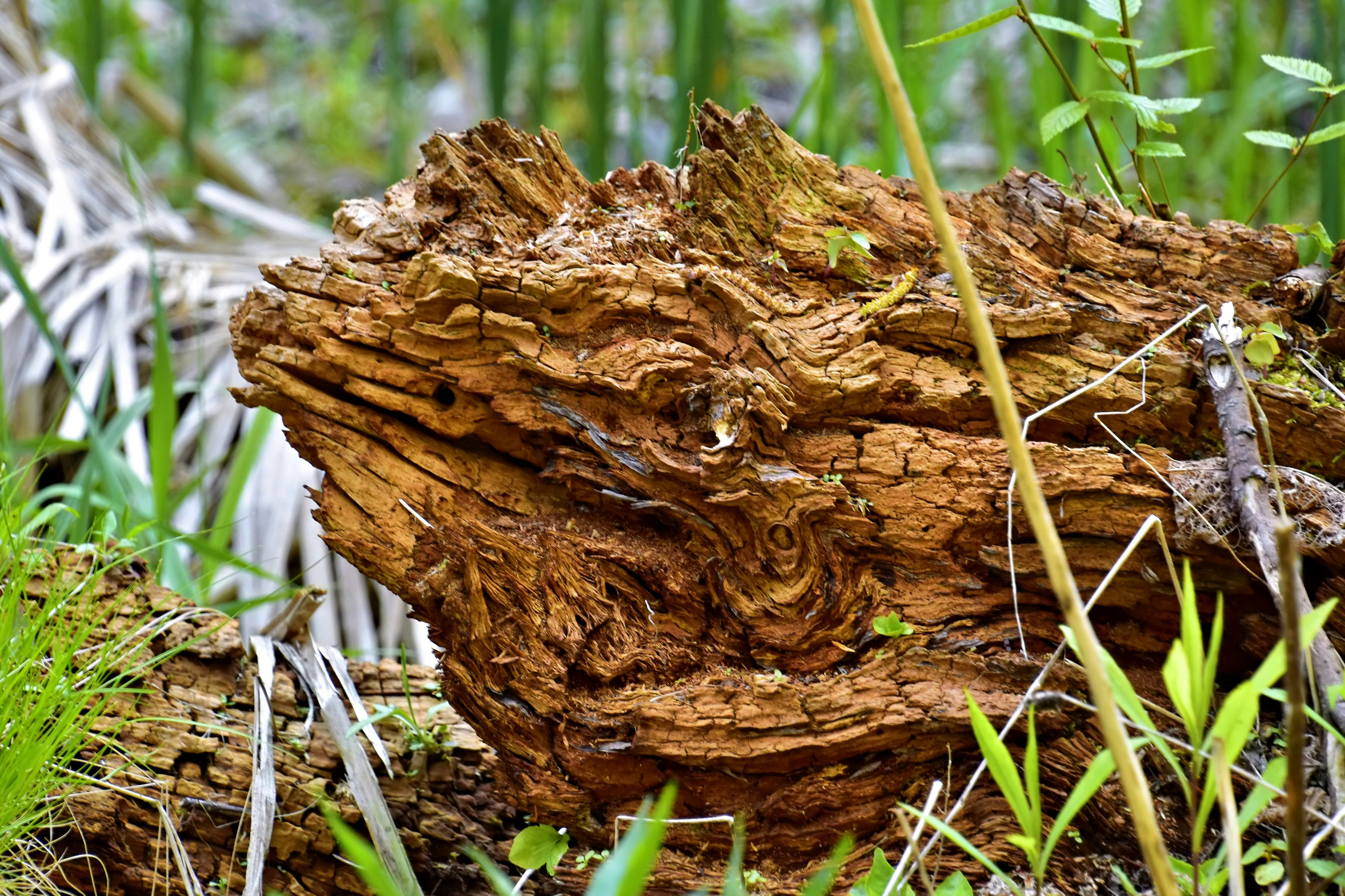 Weathered log spine in a sunlit woodland