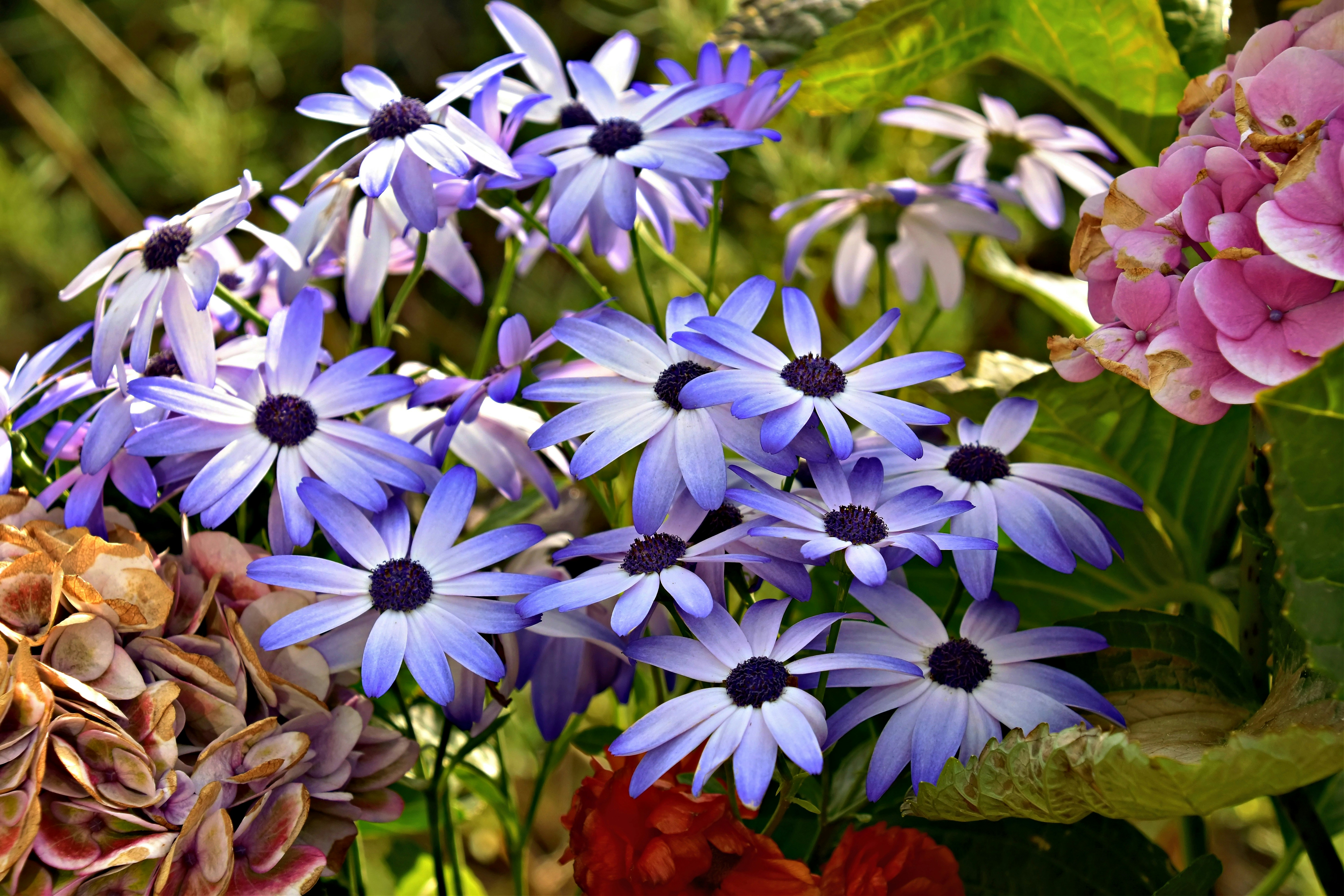 Blue daisies in a sunlit garden: a burst of cool tones amid autumn blooms