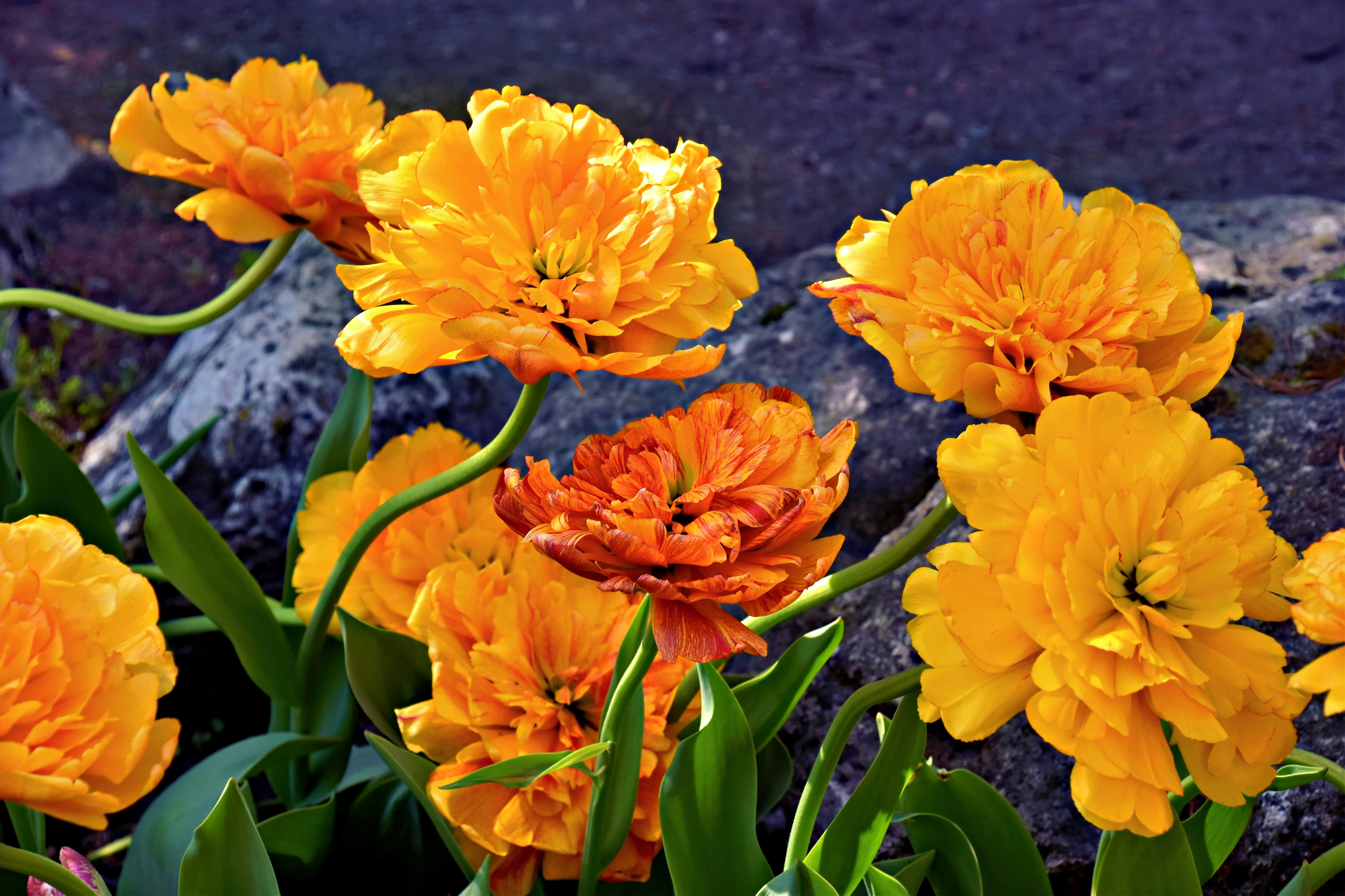 Amber Bloom Cascade: Close-Up of Sunlit Tulips