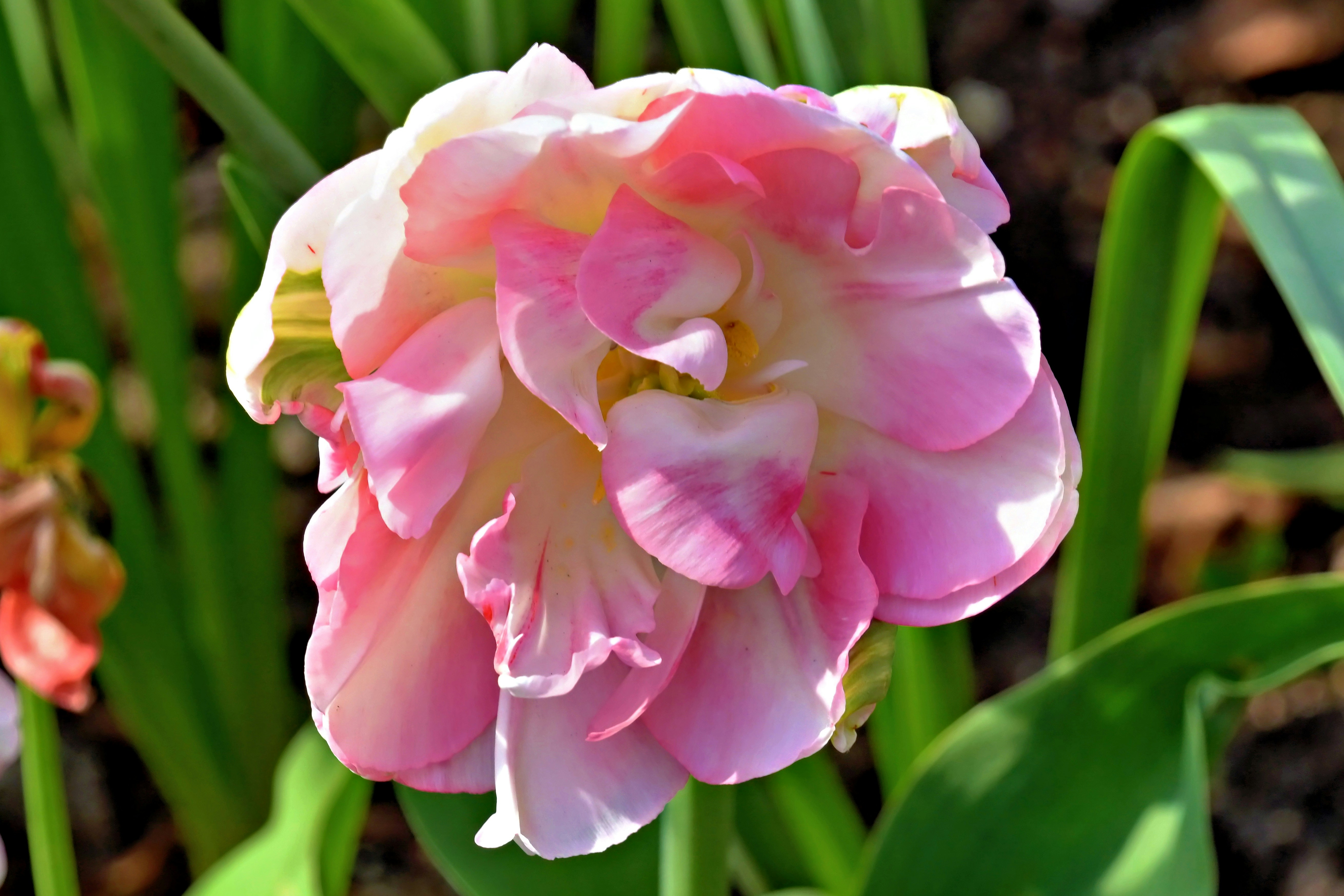 Soft-Petal Focus: A Coral-White Tulip in Sunlit Bed