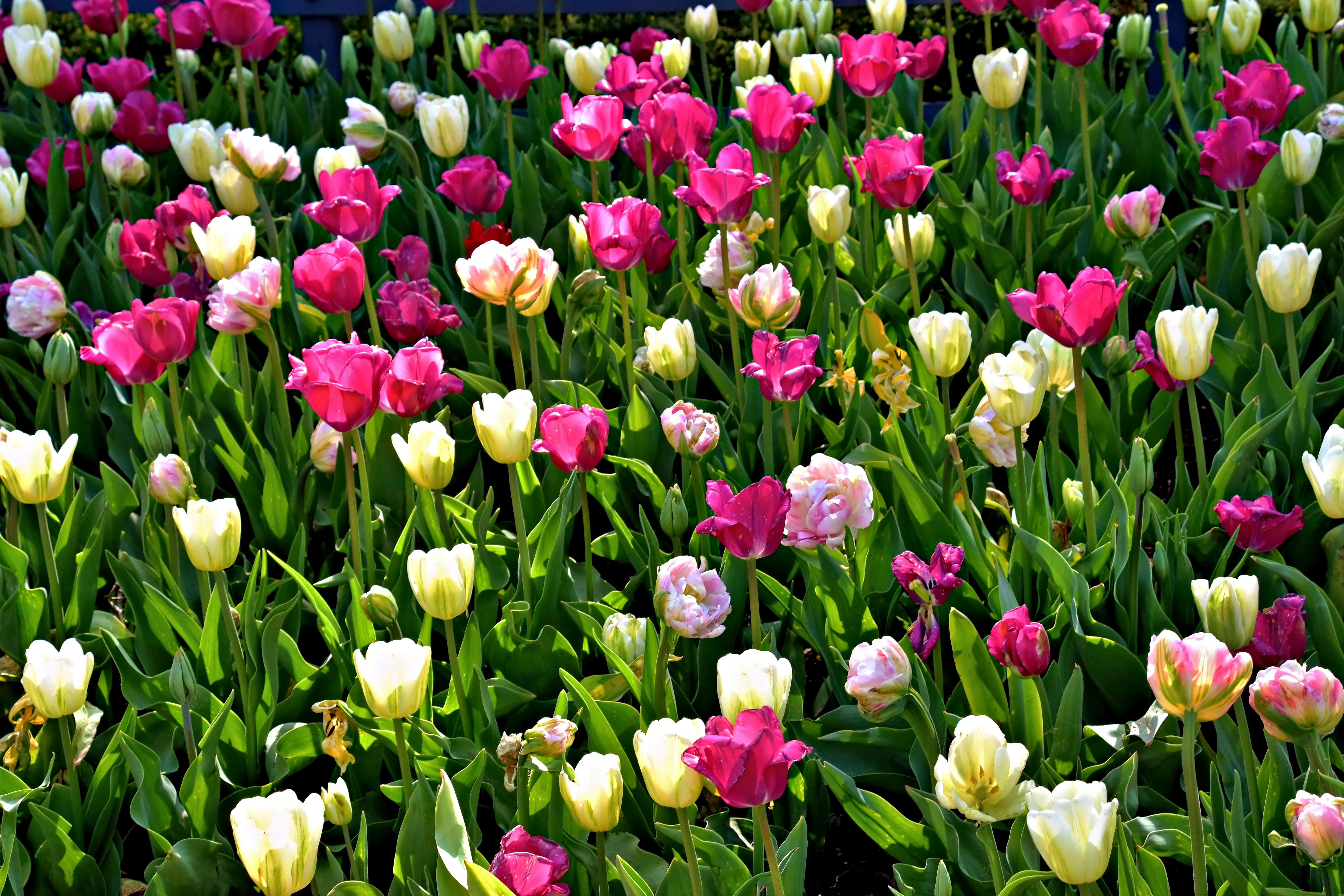 Tulip tapestry: a sunlit sea of pink, yellow, and cream blossoms
