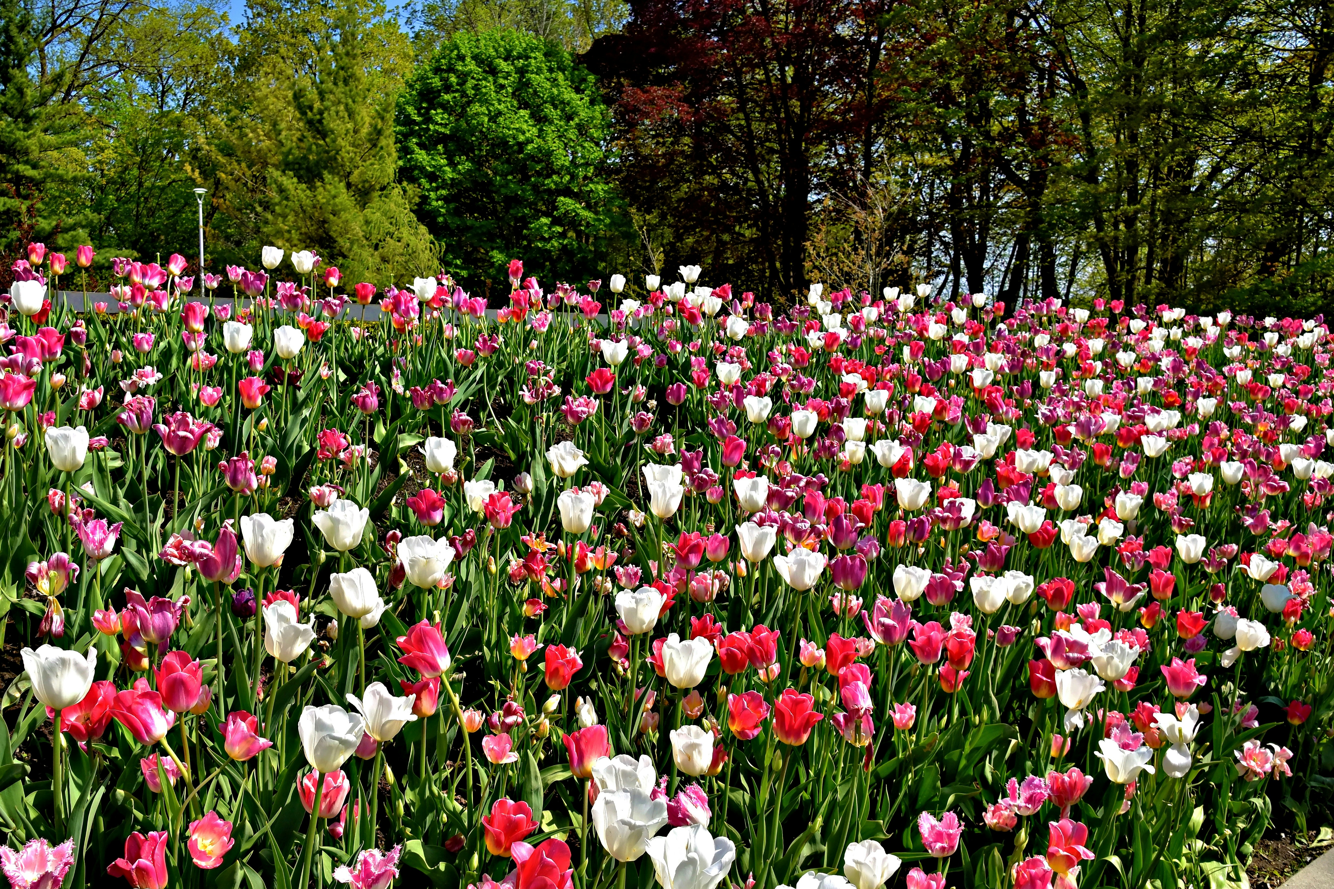 Sea of Tulips Under a Spring Canopy