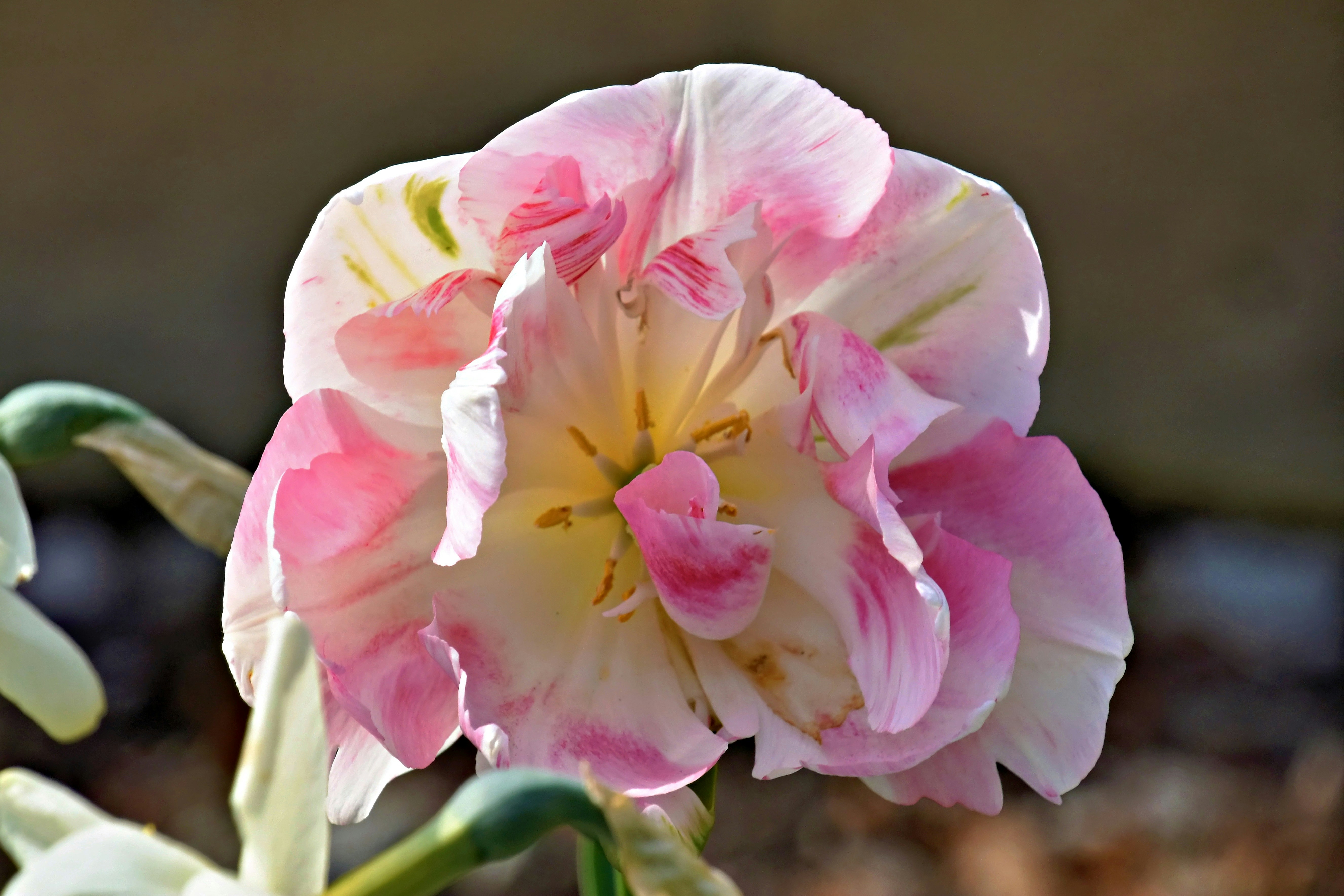 Petal Prism: A Soft Pink Tulip Opening in Morning Light