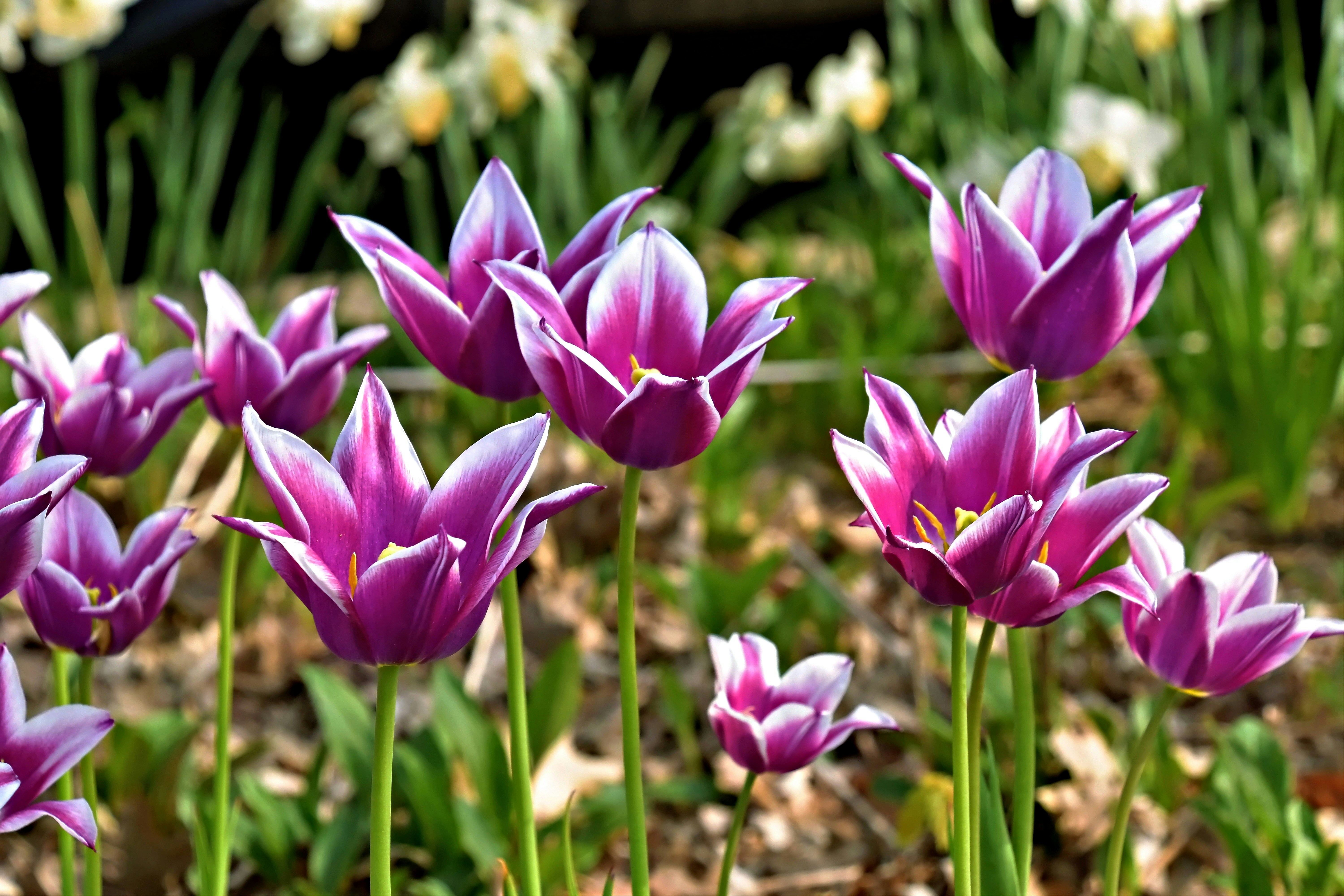 Vibrant Lavender–Purple Tulips in a Spring Bed