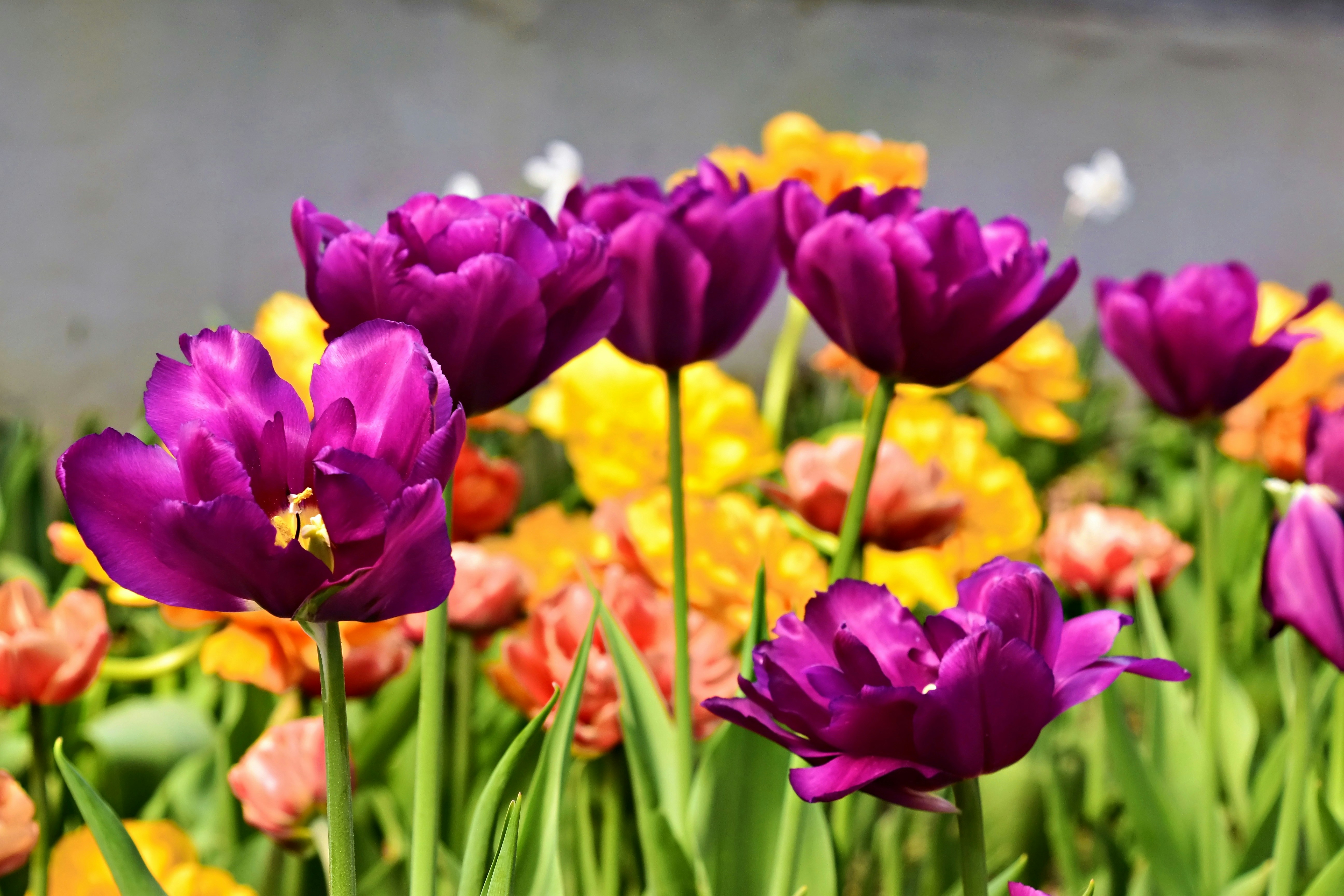 Violet Tulips in a Burst of Color