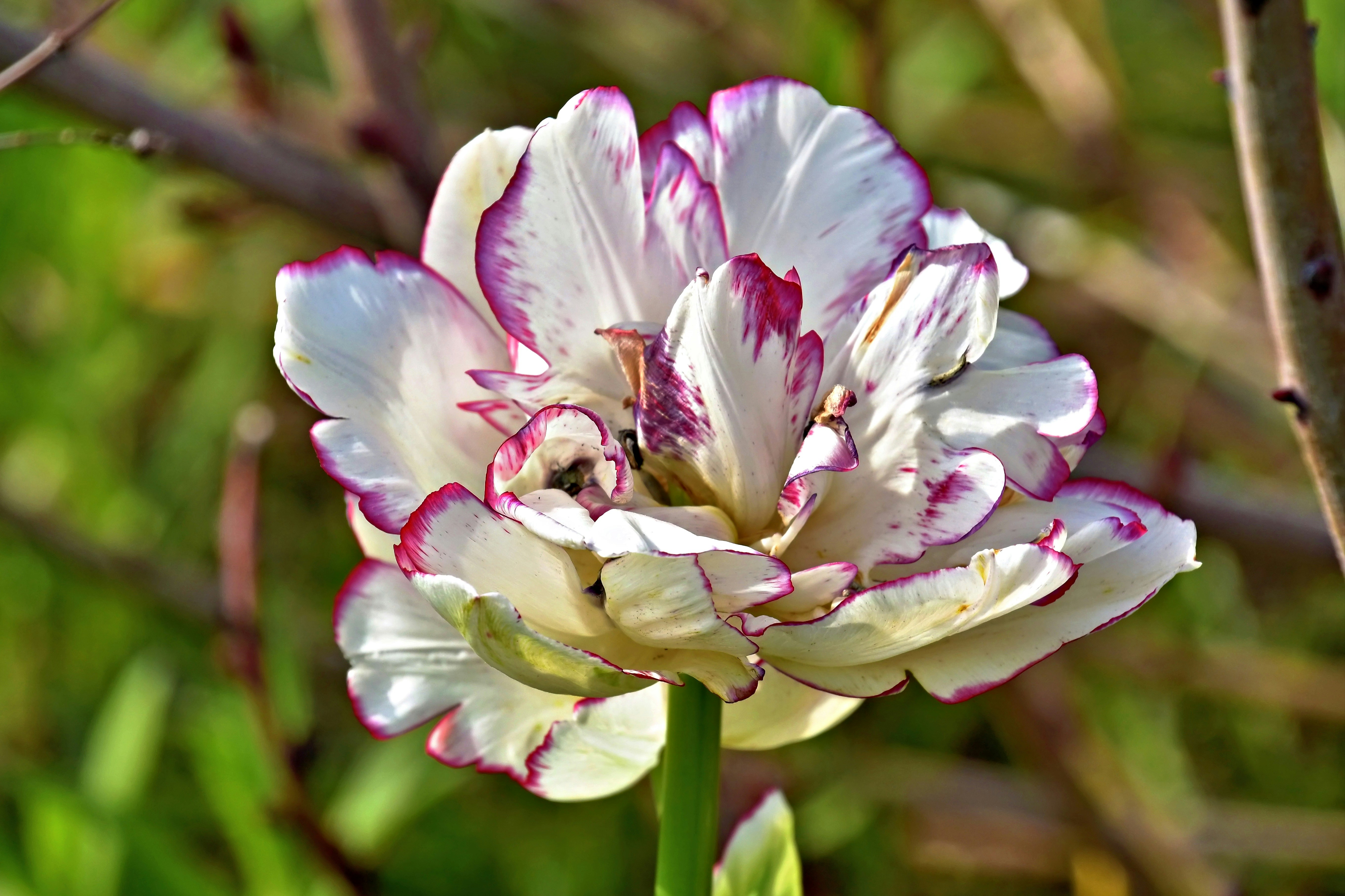 White tulip with magenta-edged petals in soft garden lighting