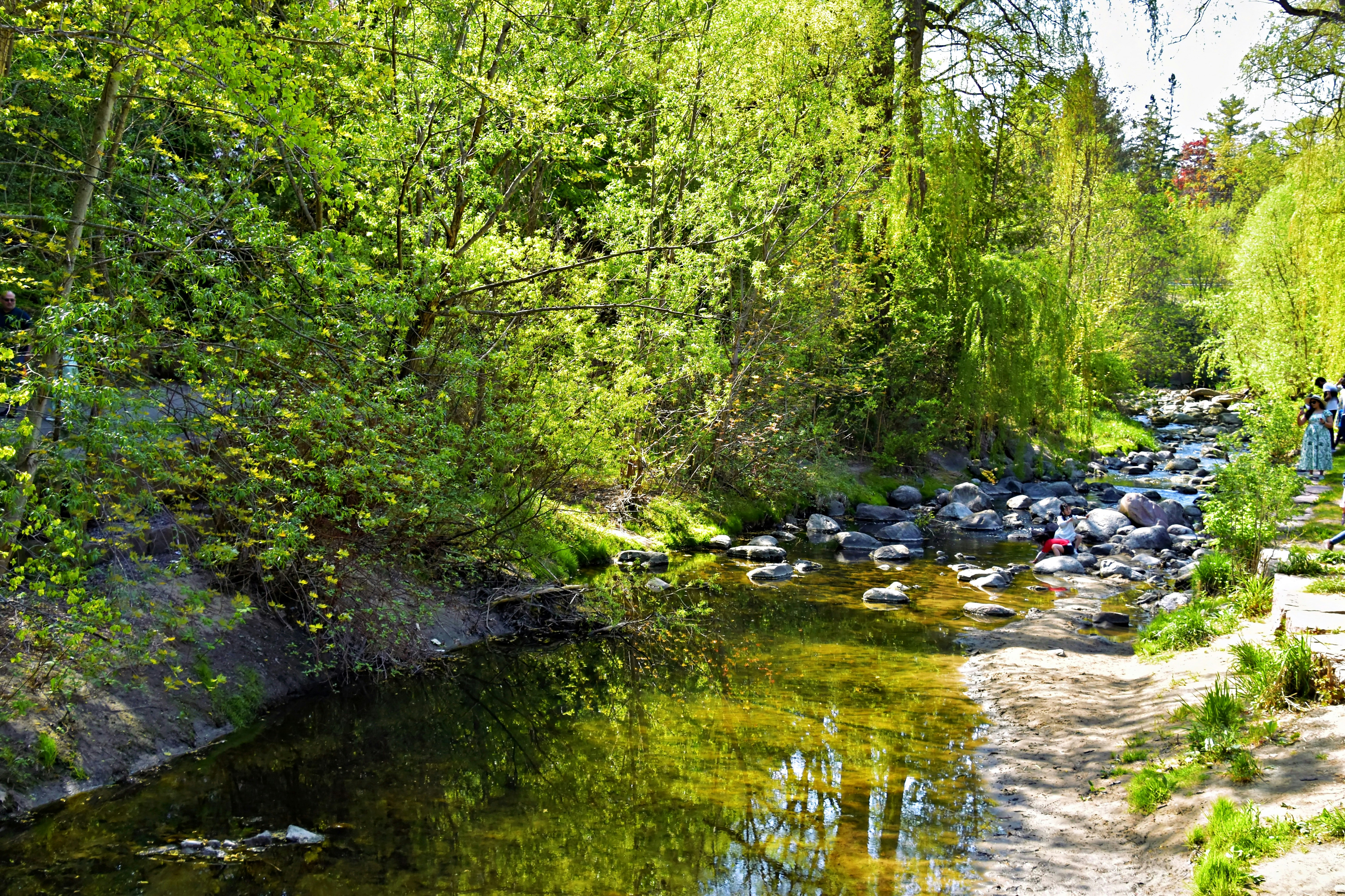 Riverbank Wanderer: A Quiet Path Beside Sunny Streams
