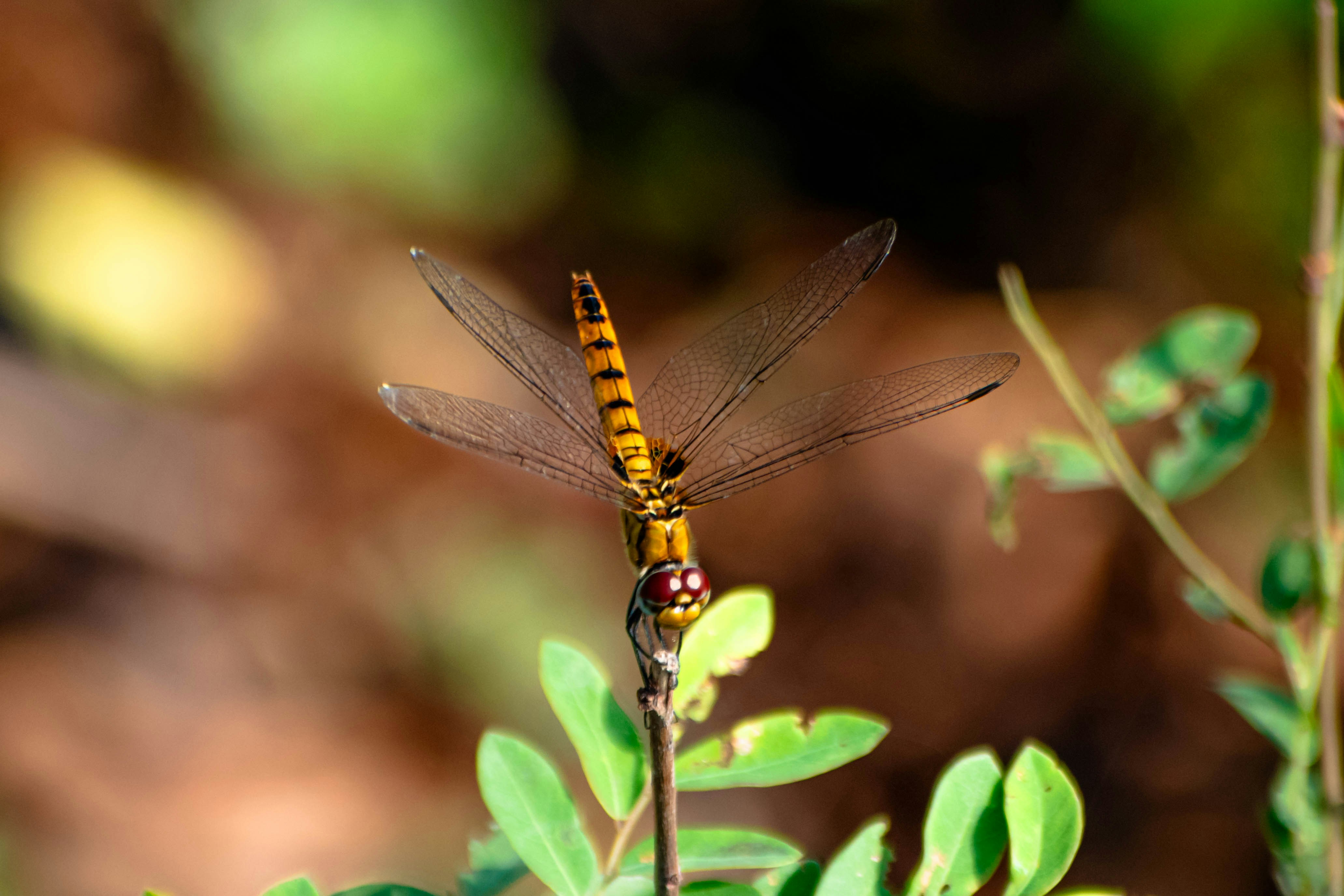 Amber-striped Dragonfly Resting on a Thin Stem