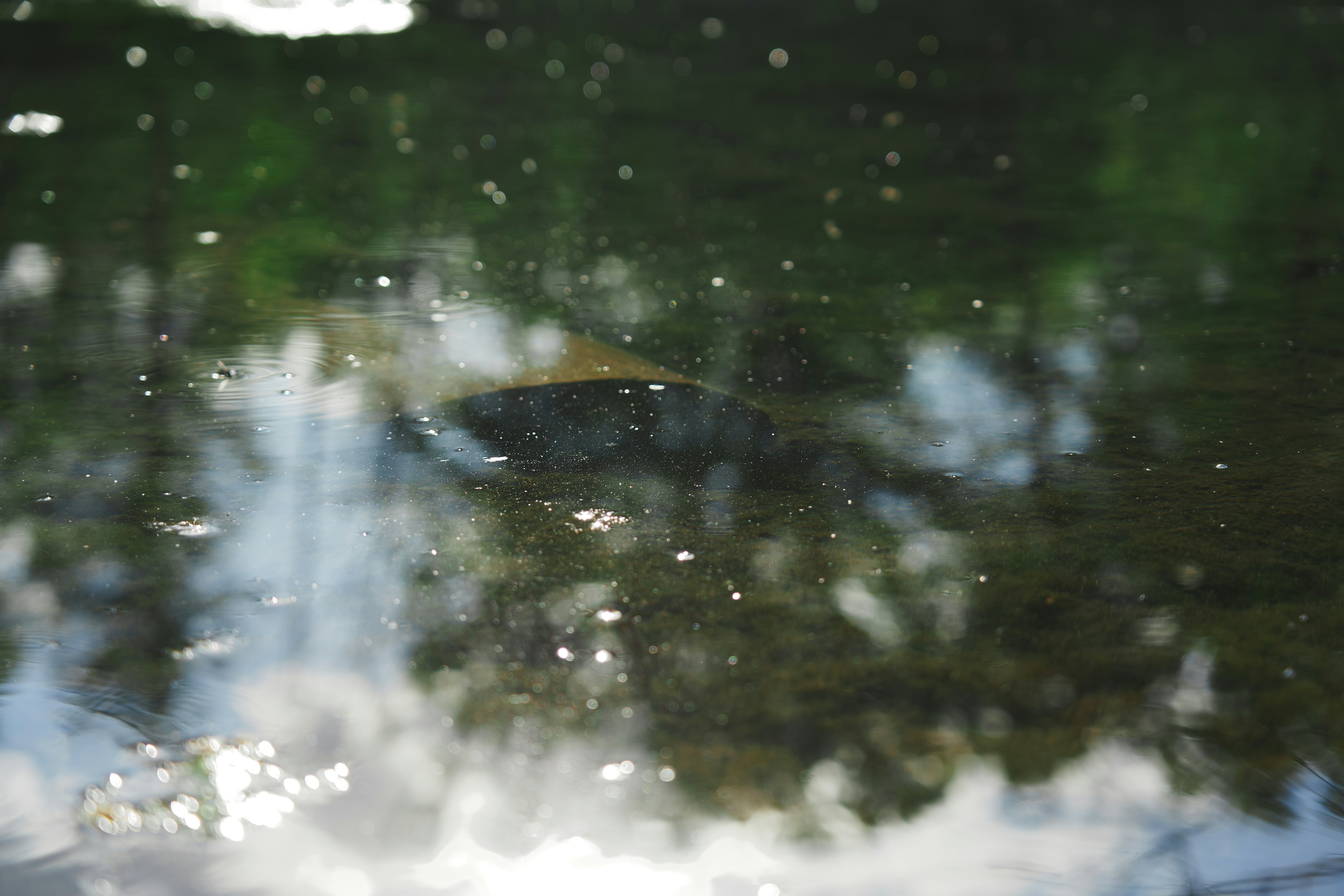 Ghost of a Turtle gliding beneath sunlit ripples