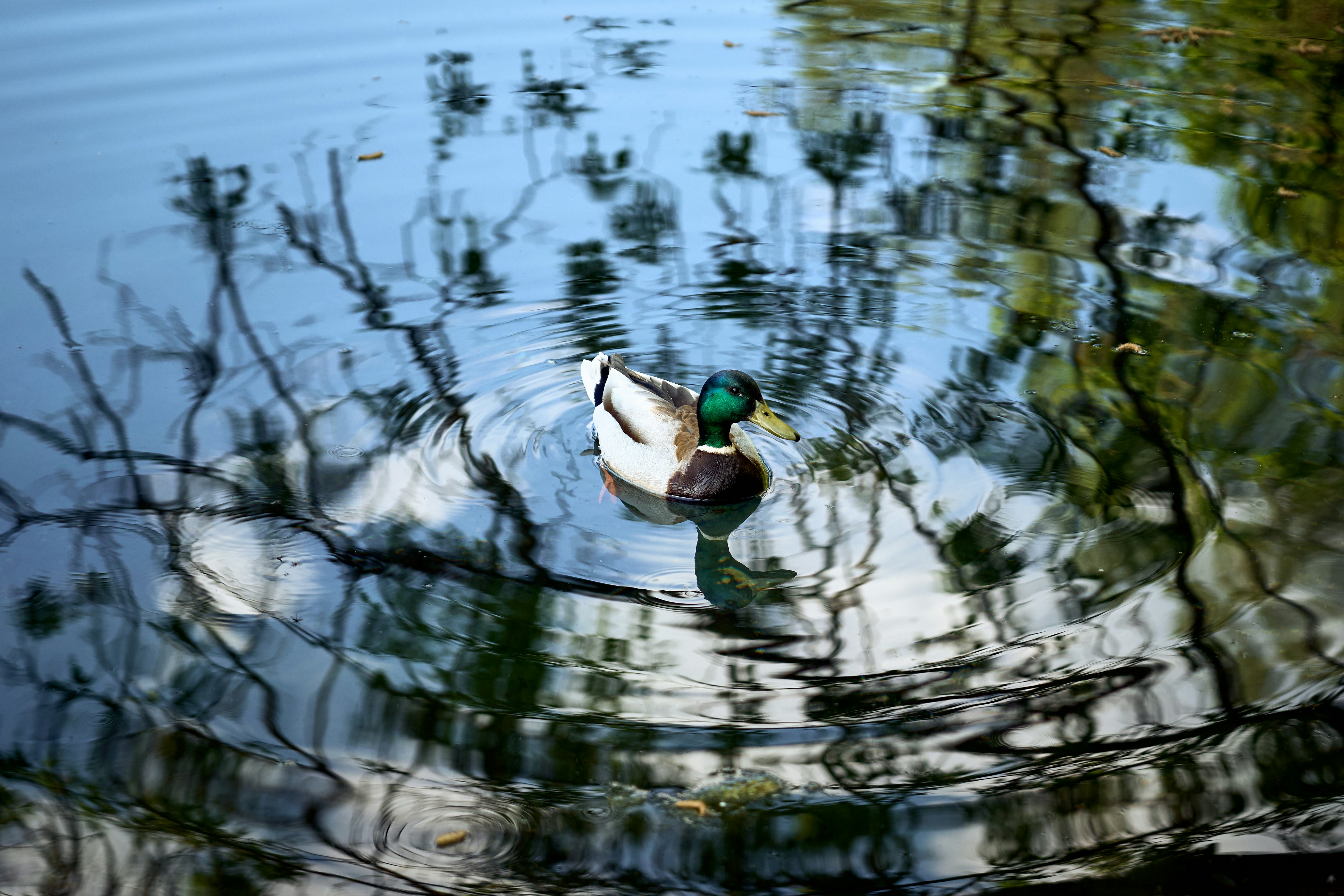 Green-Headed Duck on a Rippled Glass: A Quiet Moment in the Pond