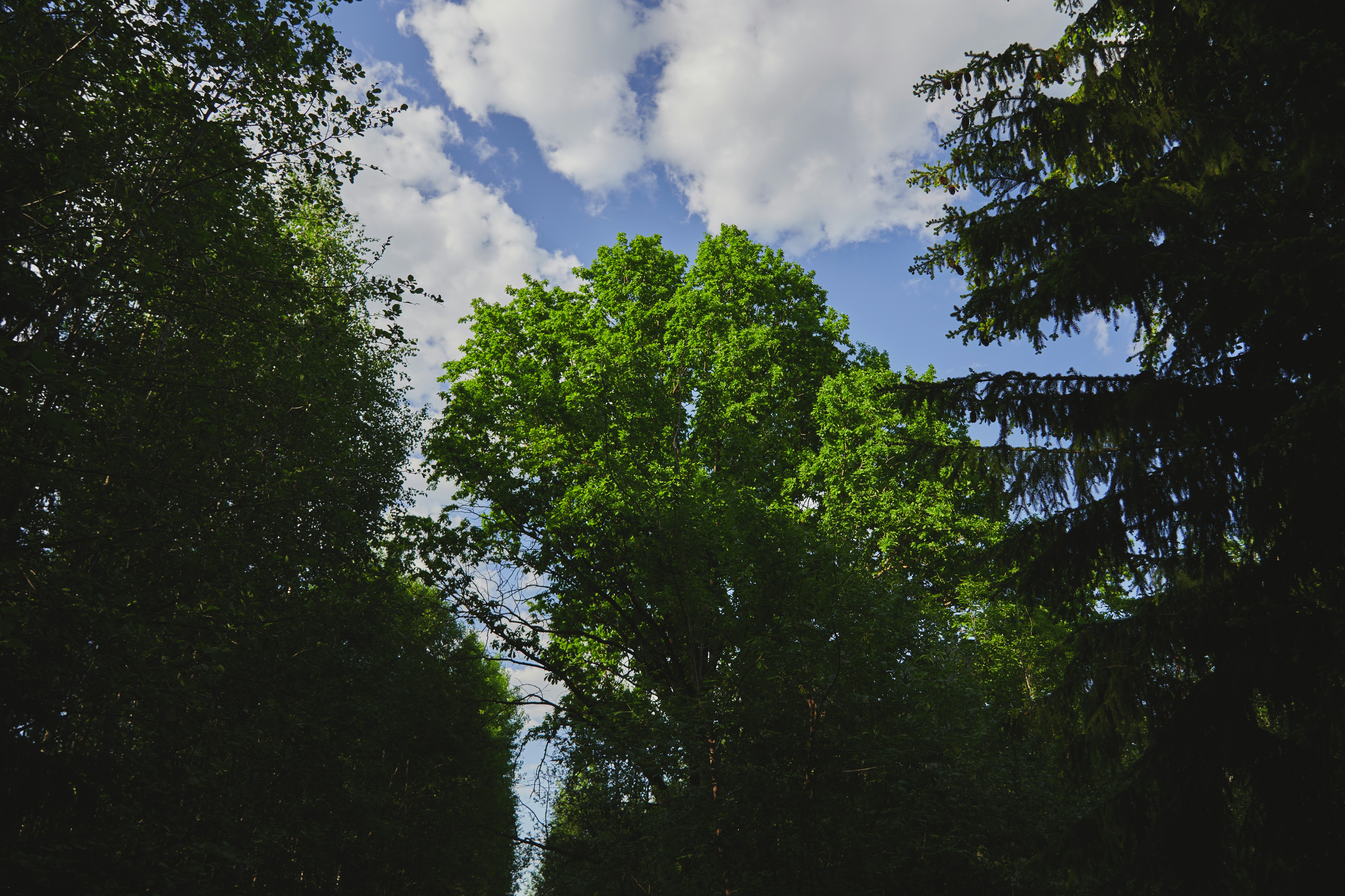 Emerald Canopy: Sunlit Centerpiece Tree Rising Above a Forest Ridge