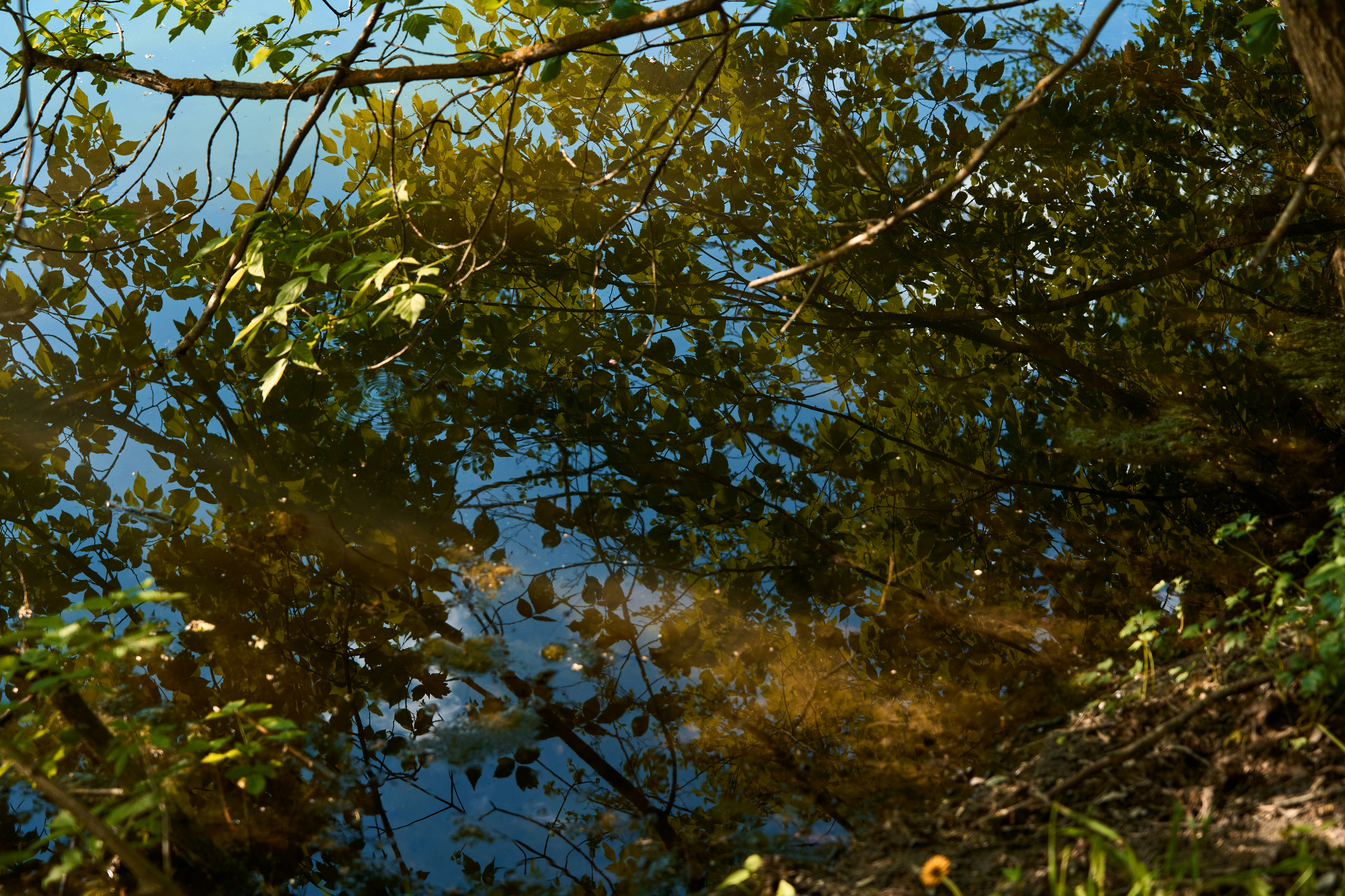 Reflections under the canopy: sunlight, leaves, and a quiet pool