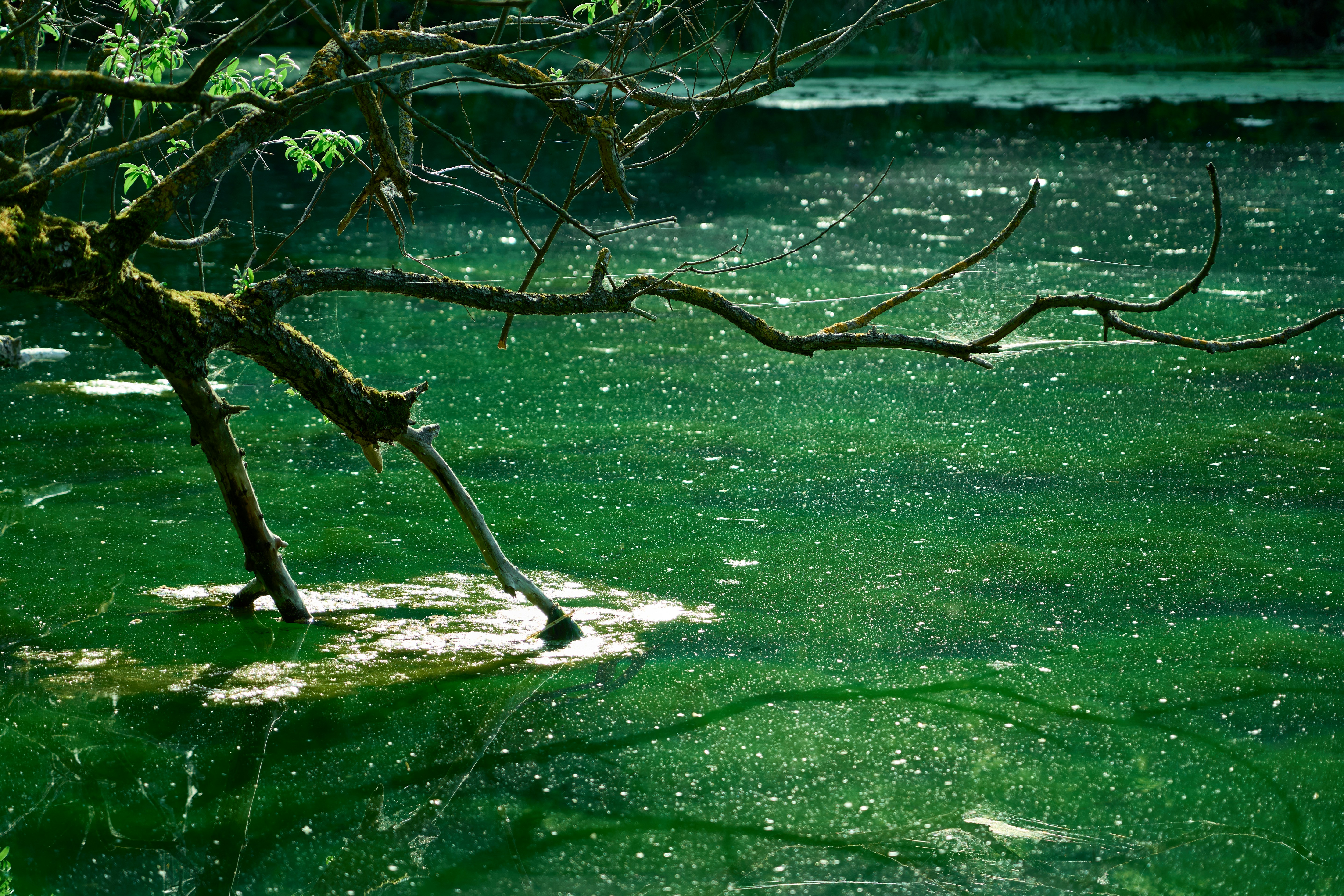 Green Mirror: A Branch's Silhouette Over a Sparkling Pond
