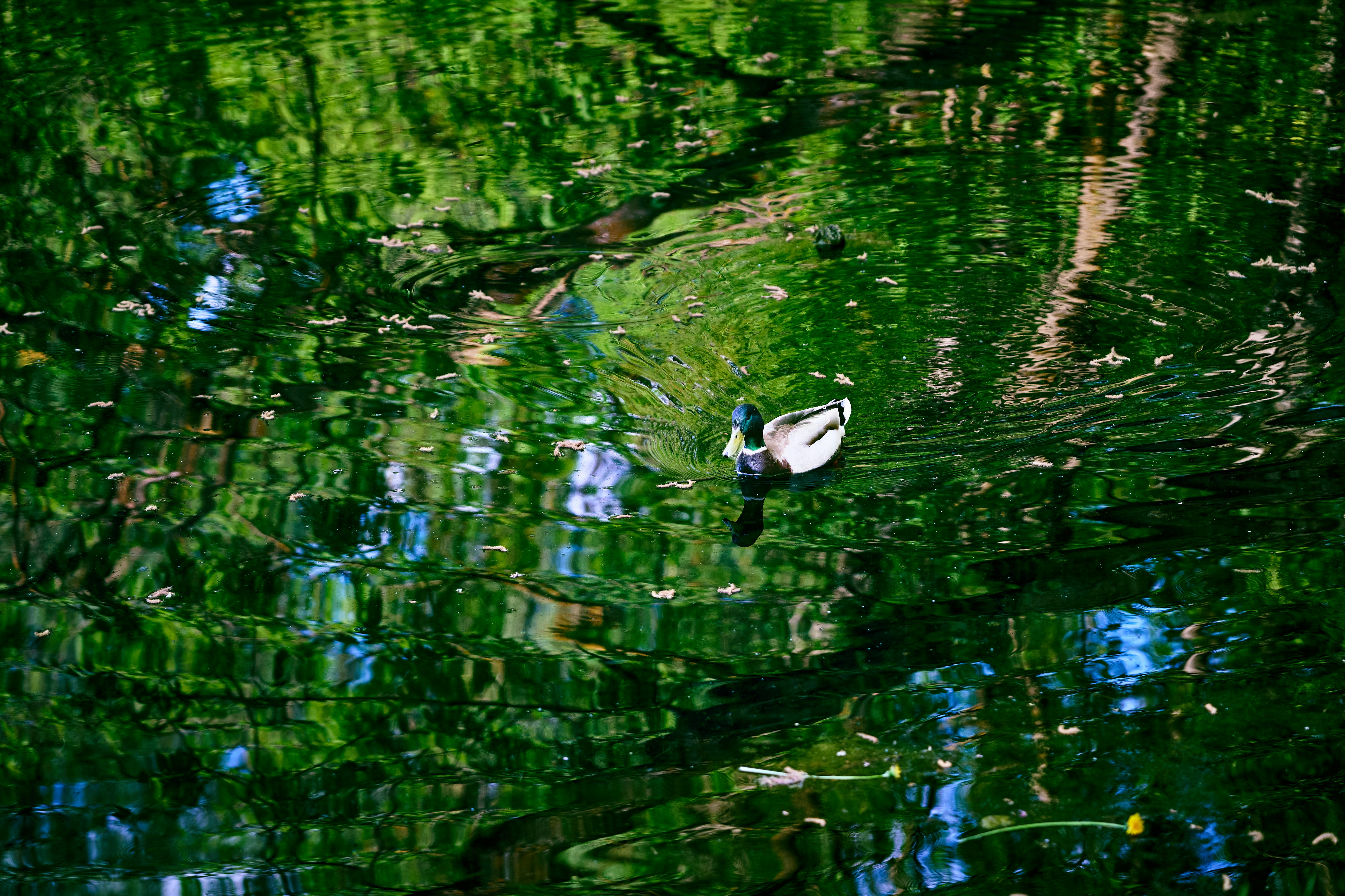 Dab of Elegance: A Mallard Drifting Across a Mirror of Leaves
