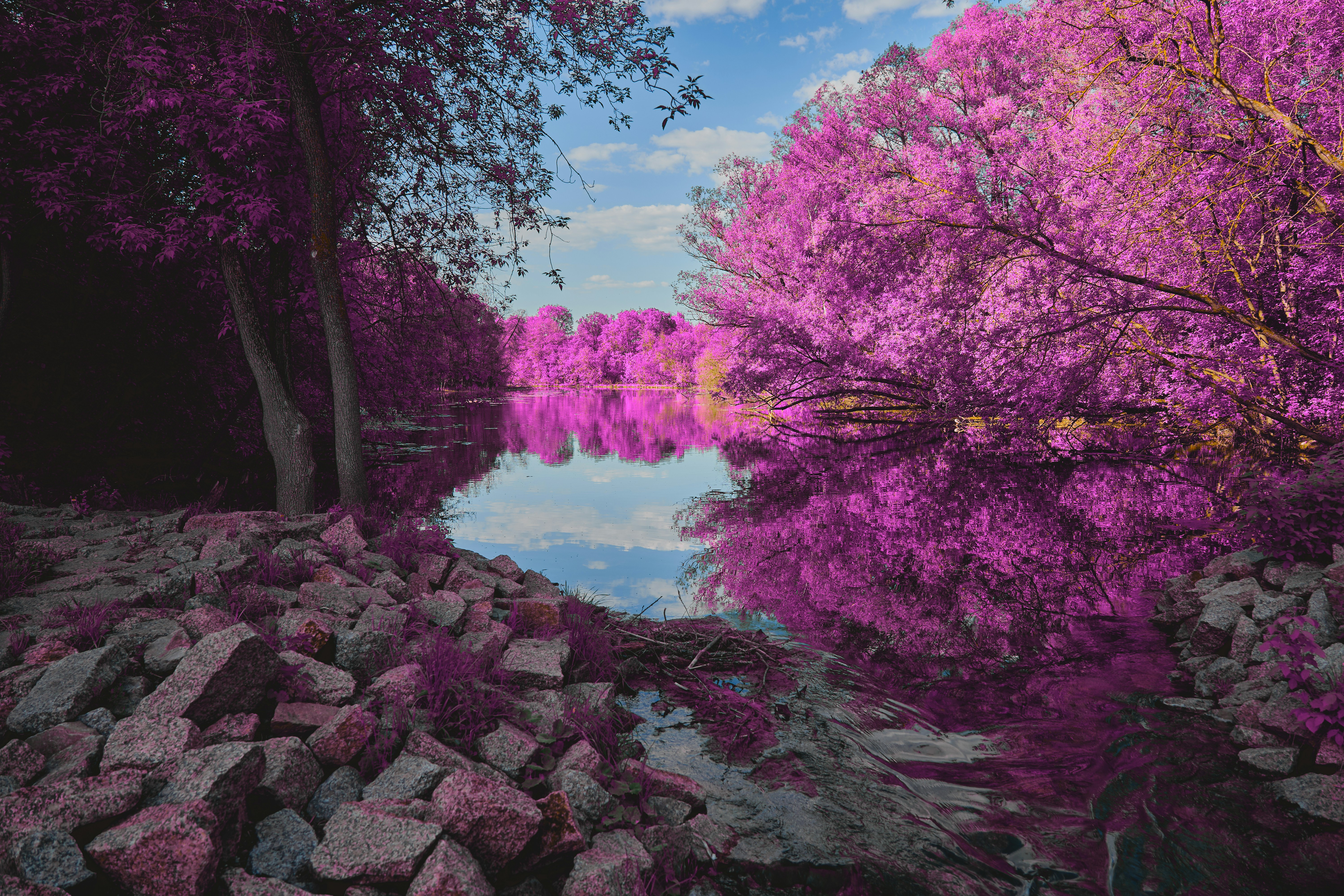 Rose-tinted Riverside: A Tranquil, Surreal Bloom Over Riverbank