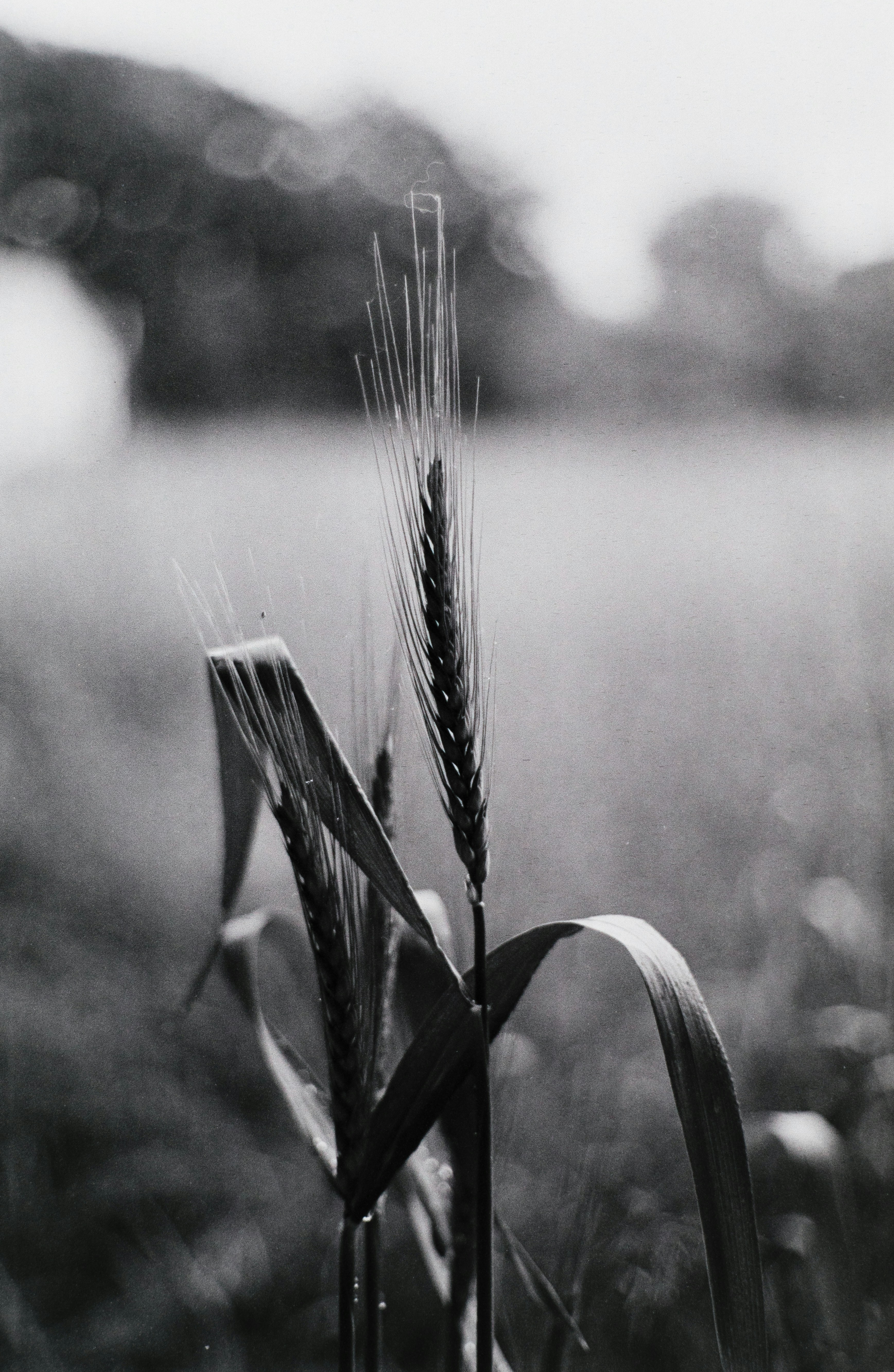 Close-up of a solitary wheat ear in moody monochrome field