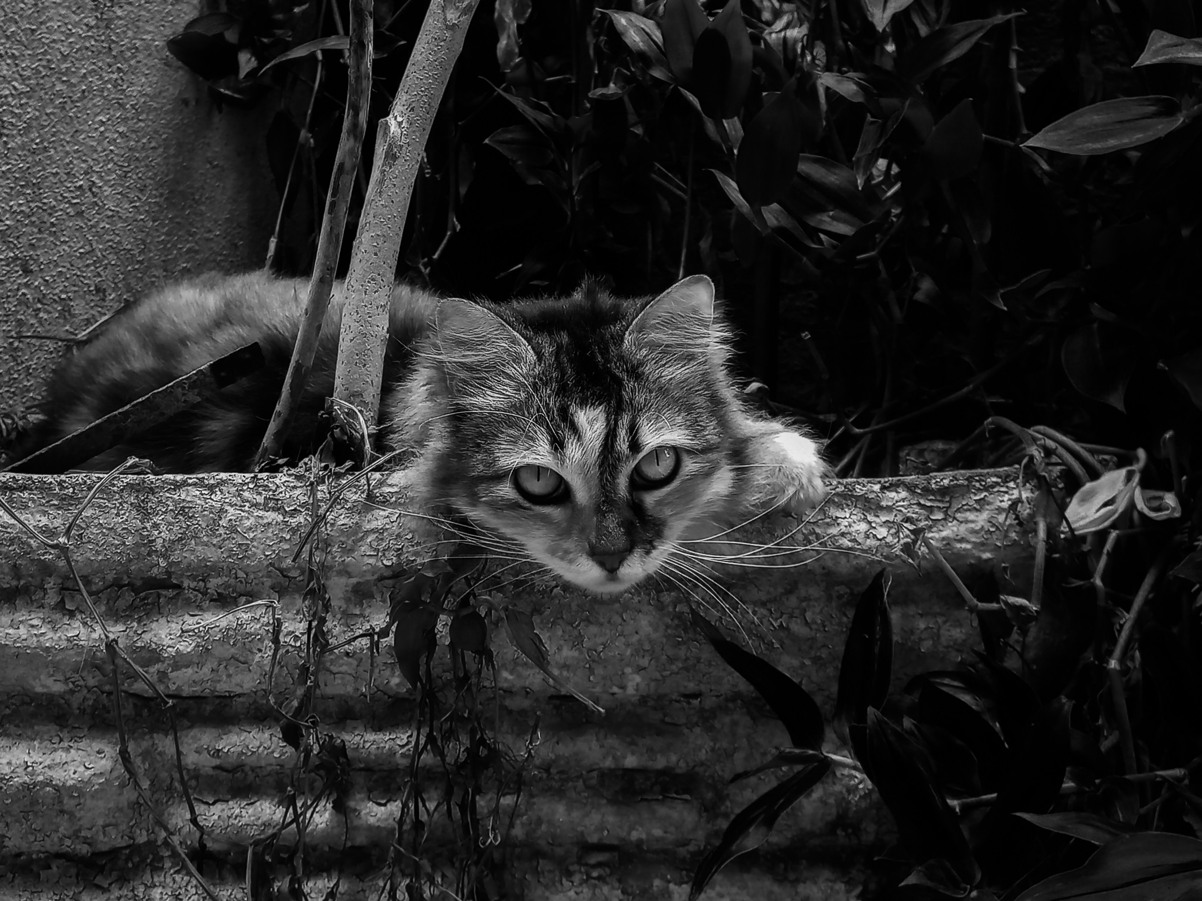 Hidden Hunter: The Kitten's Quiet Gaze Over a Weathered Ledger
