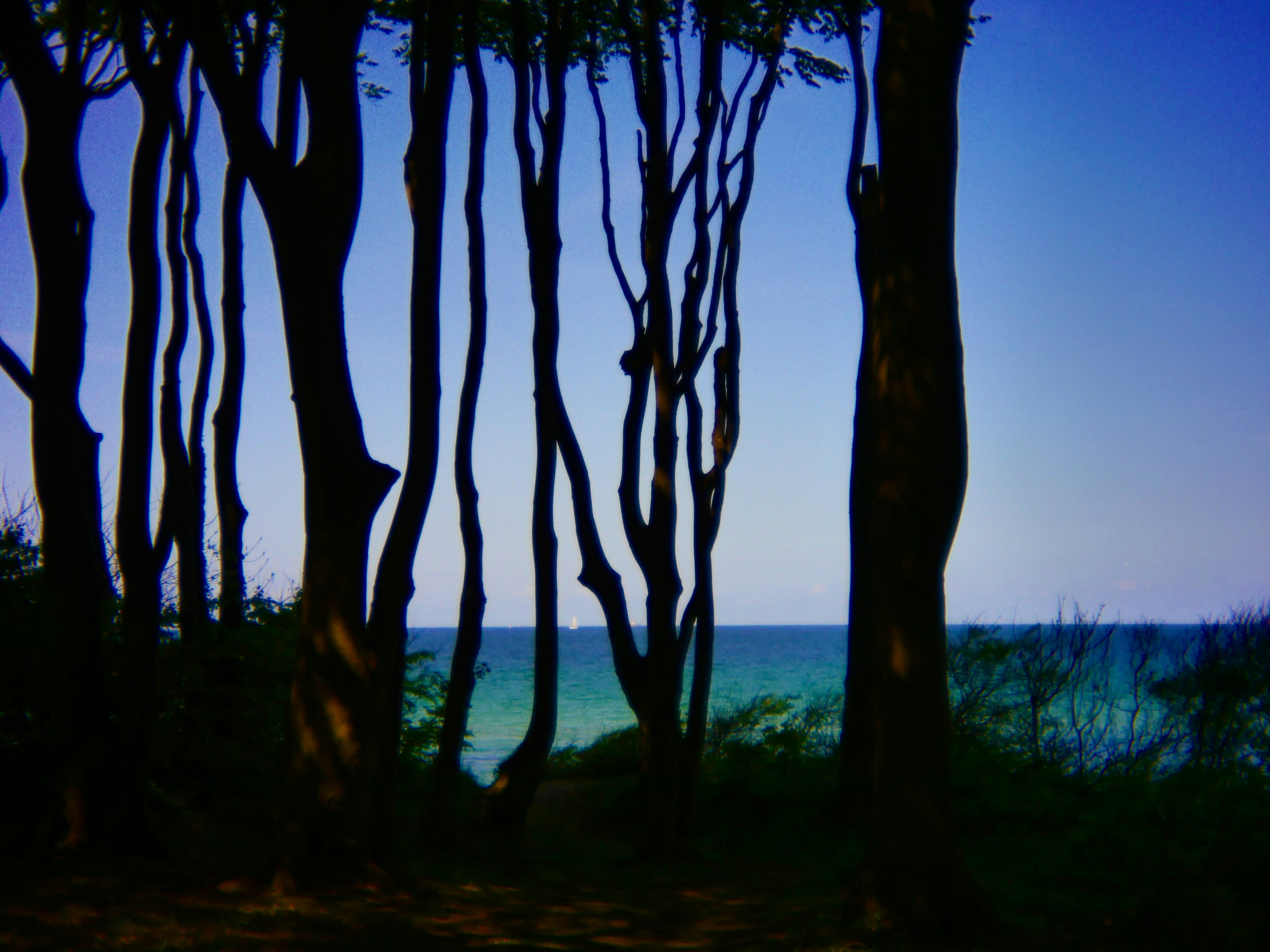 Silhouette Pines Framing a Sea Horizon at Dusk