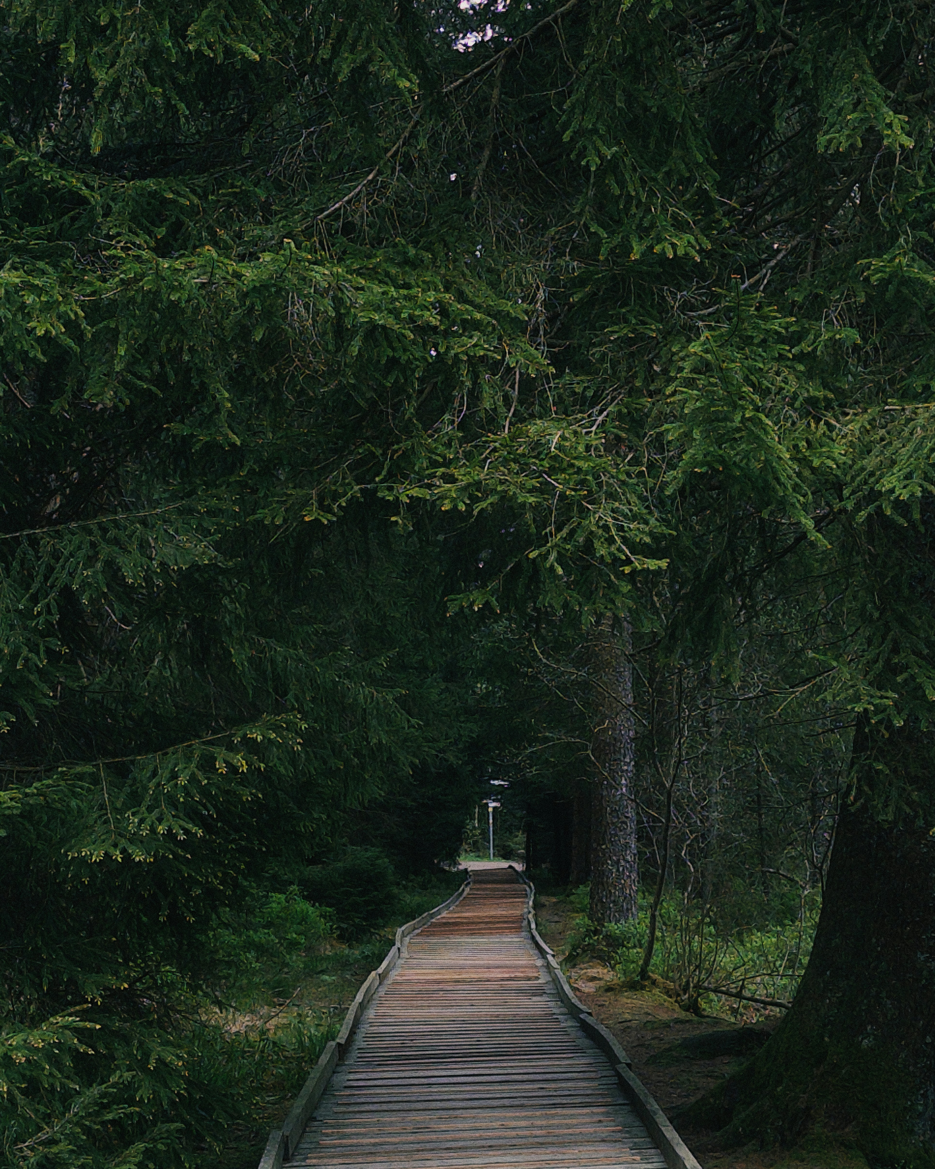 Wooden Corridor through a Quiet Timber Forest