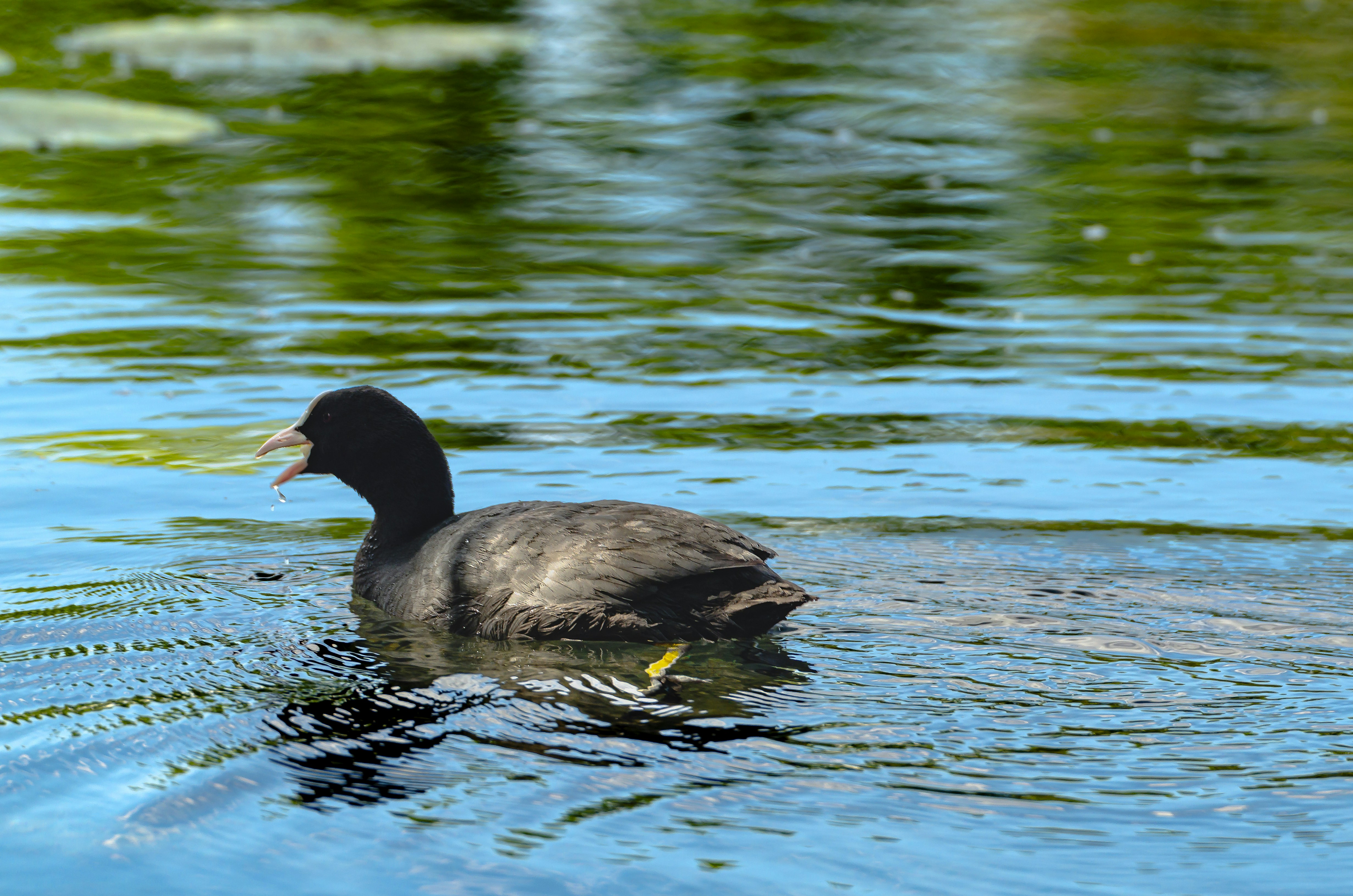 Dark Grebe on Aqueous Canvas
