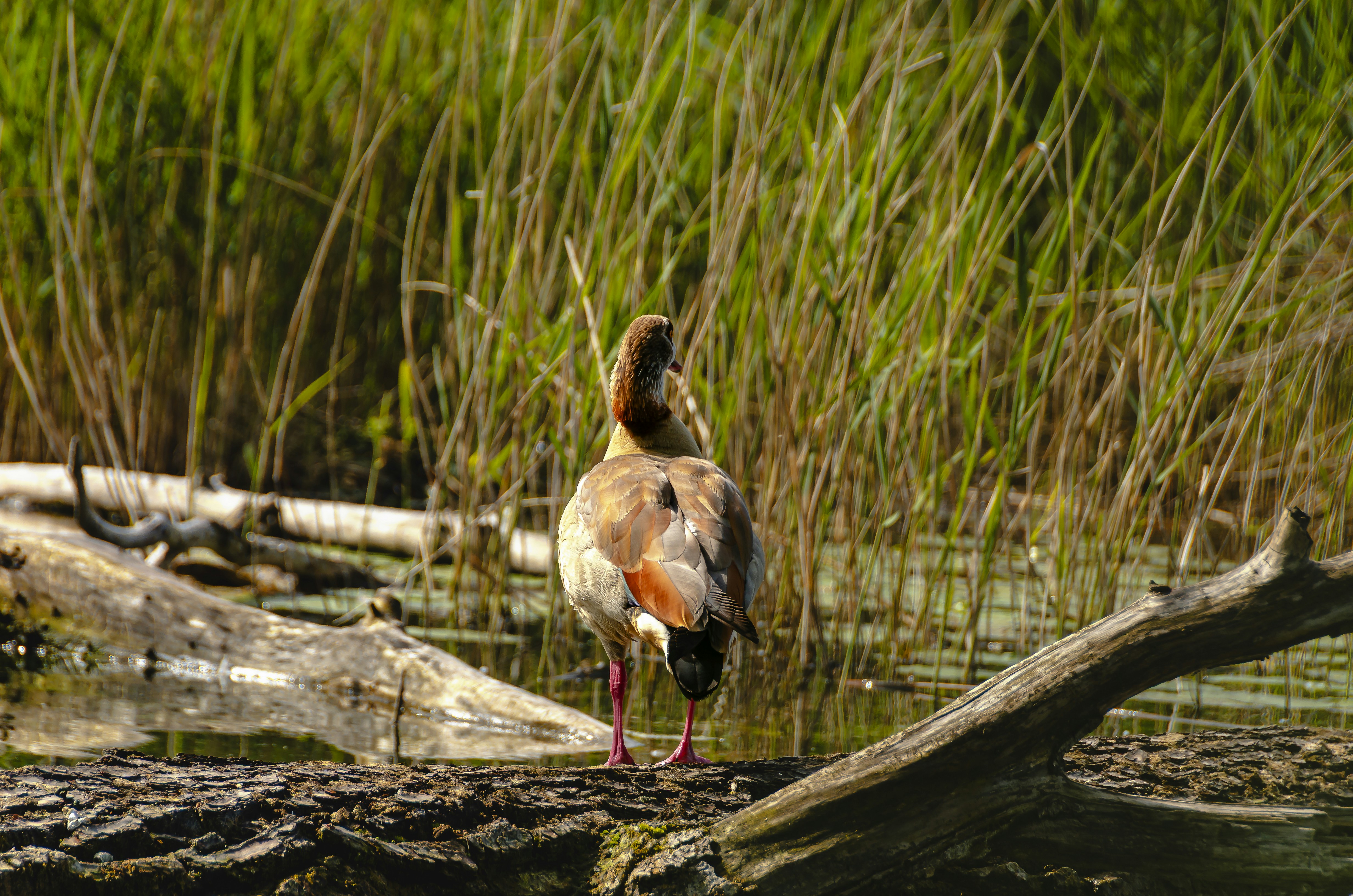 Red-legged Heron in Marshlight: A solitary stance on driftwood