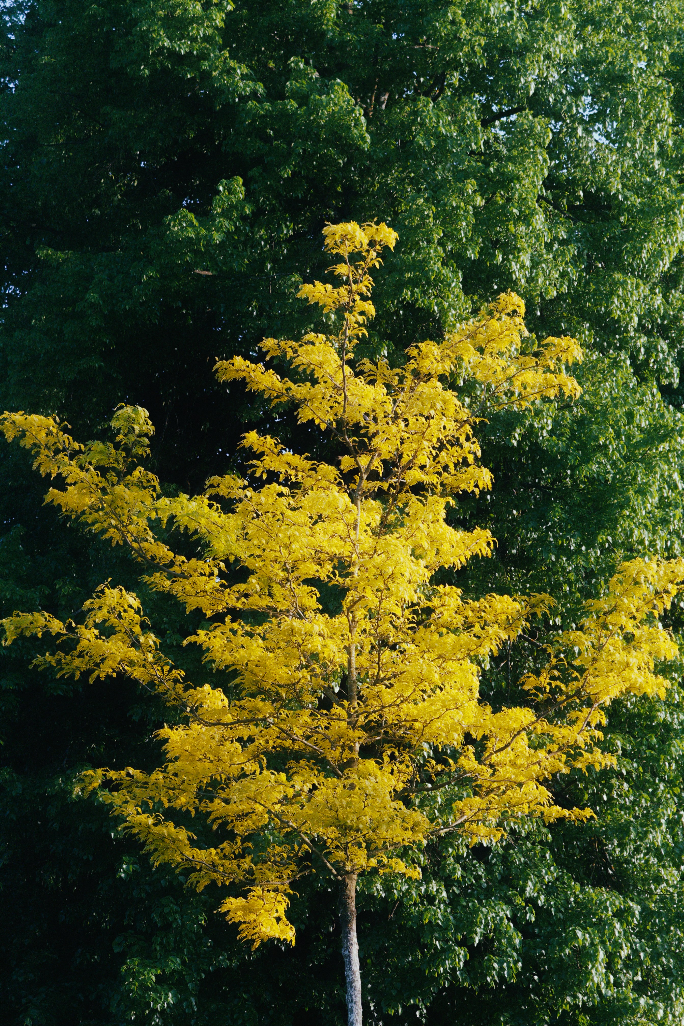Yellow-Leafed Tree Reaches for the Sun Against a Green Canopy