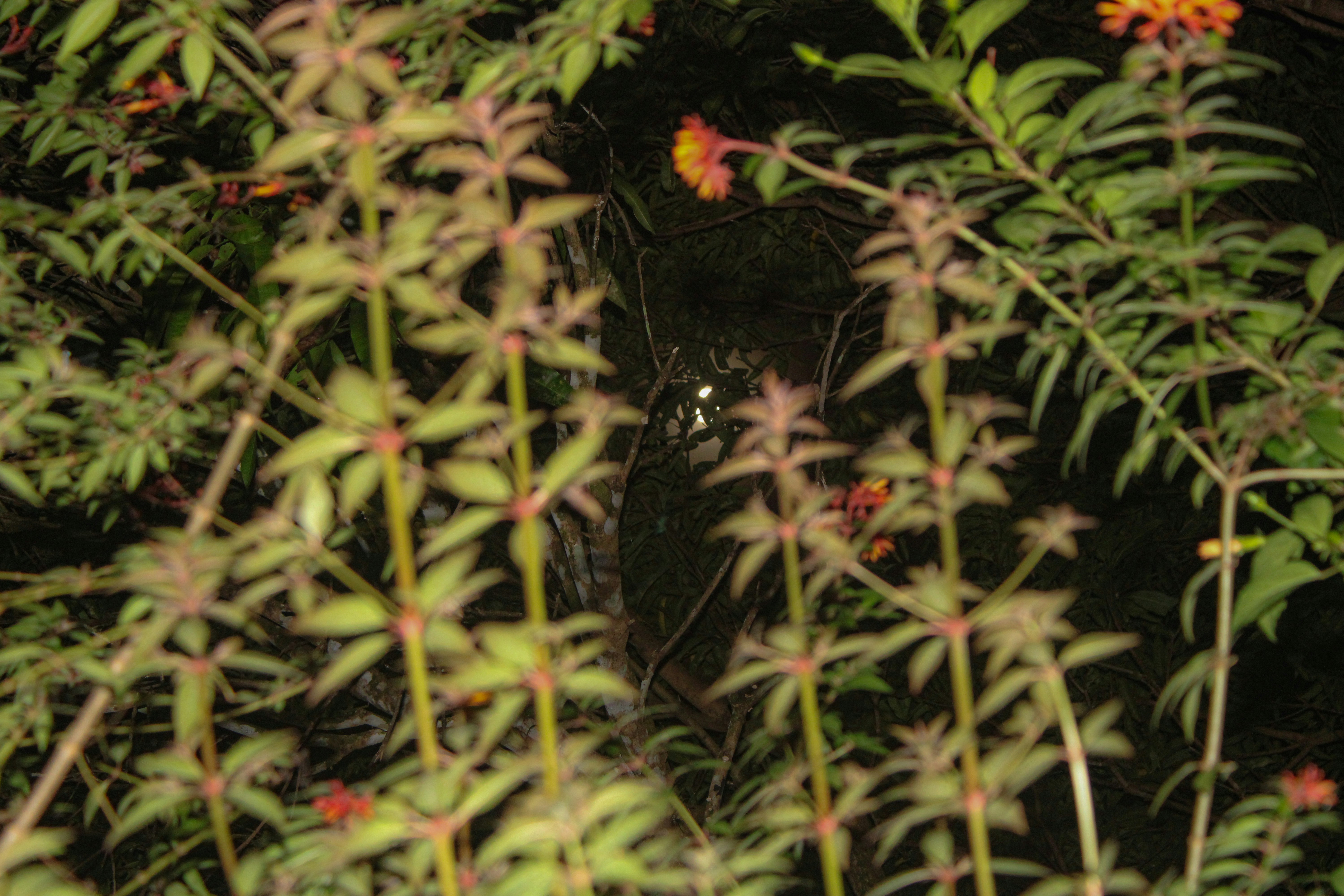 Hidden Trail Through Whispering Scrim of Red-Flowered Shrubs