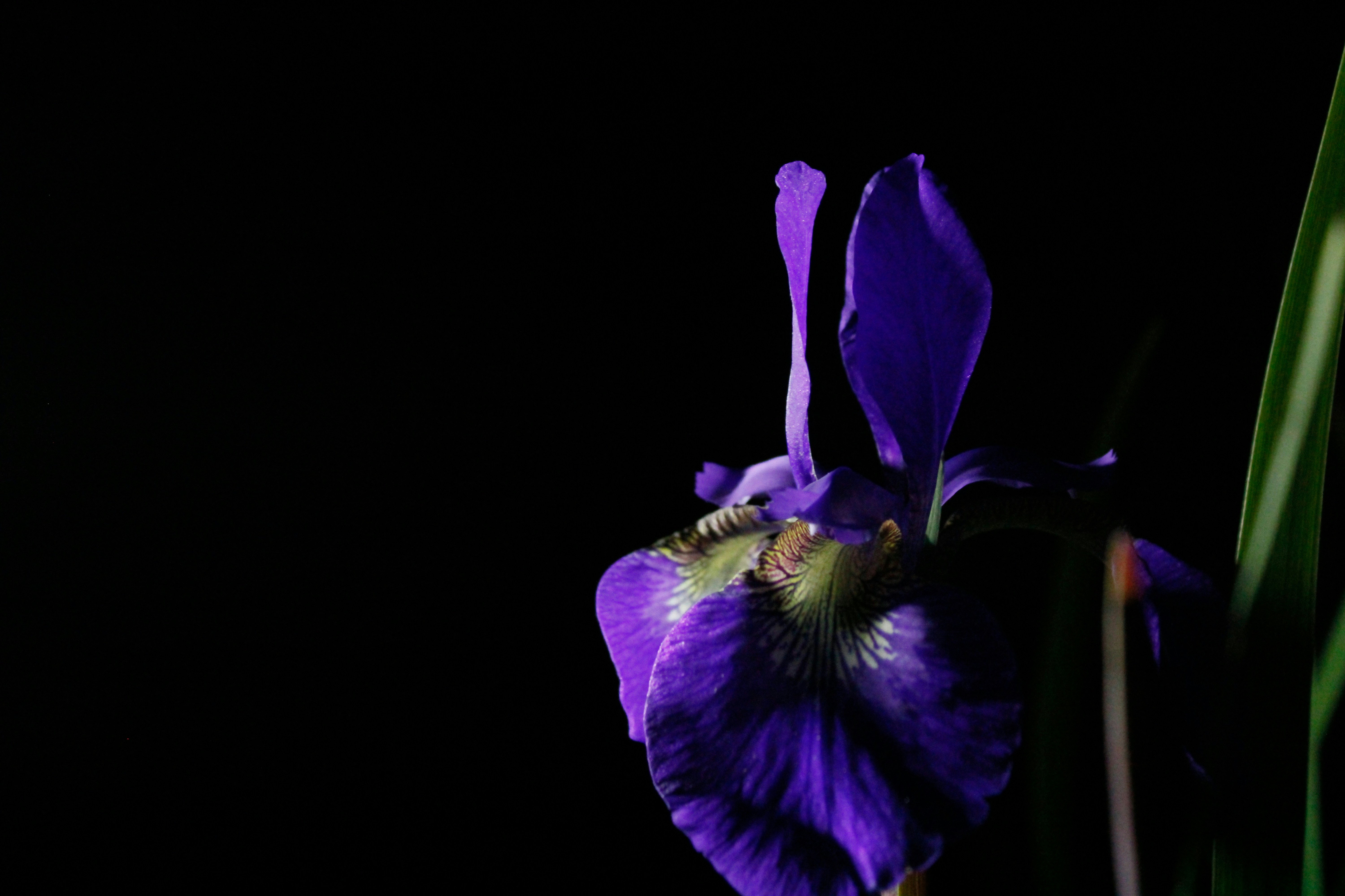 Midnight Iris: a Violet Bloom Emerges from the Dark