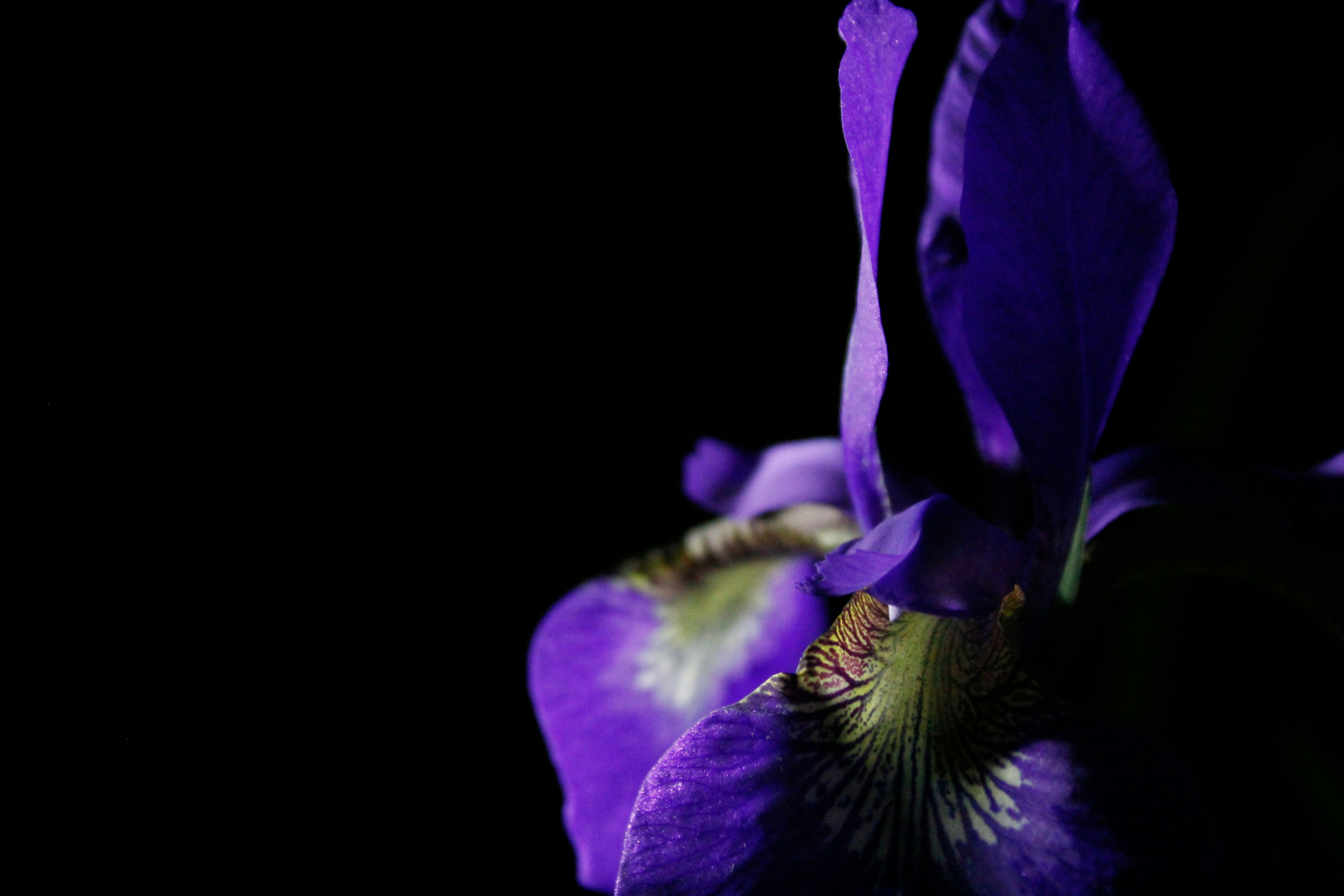 Moonlit Iris in a Sea of Darkness