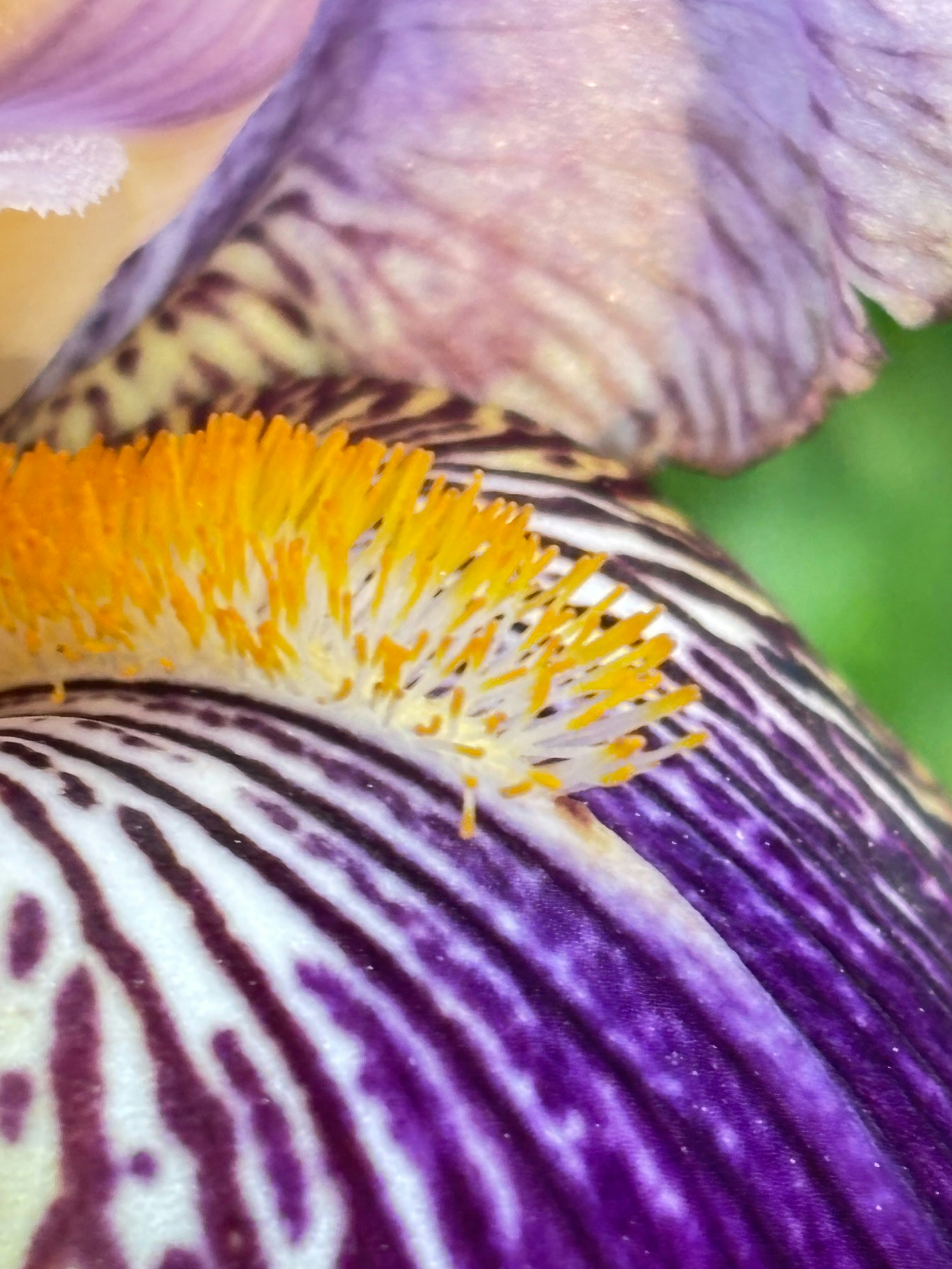 Macro Iris: Close-Up of a Vibrant Iris Petal and Stamen Whorls