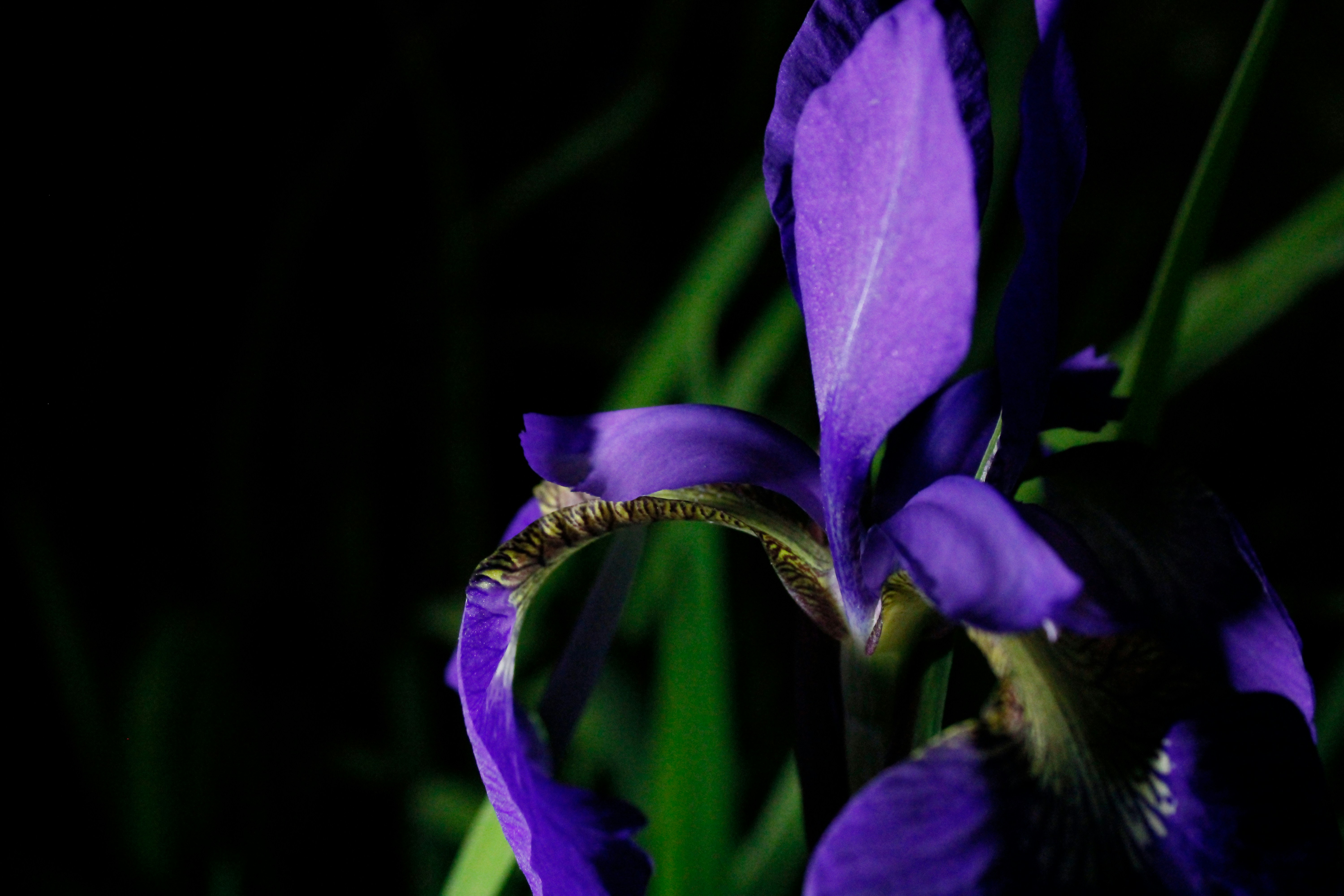 Midnight Iris: A Violet Whisper in Shadowed Light