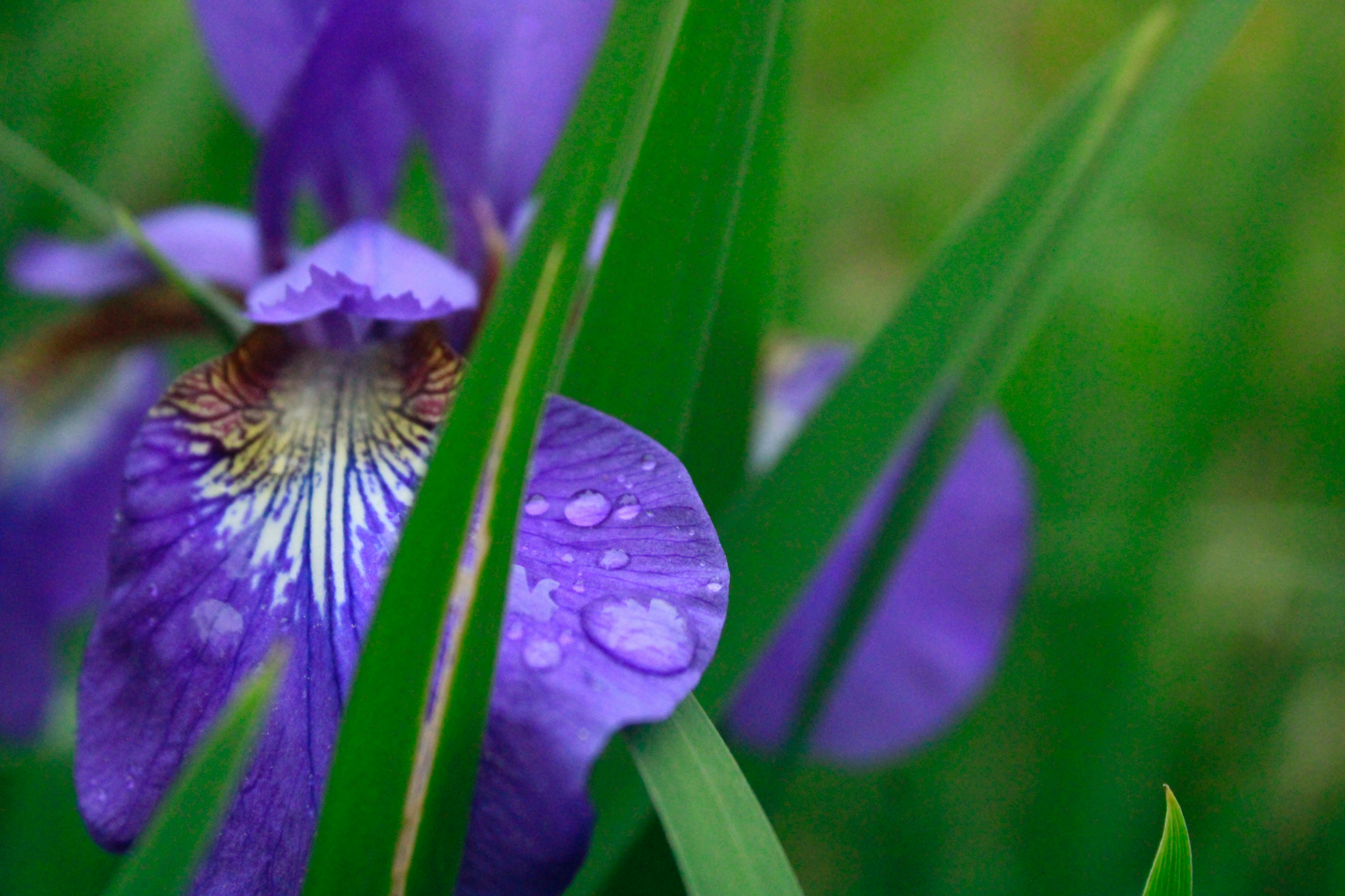 Purple Iris Emerges Through Narrow Green Slits
