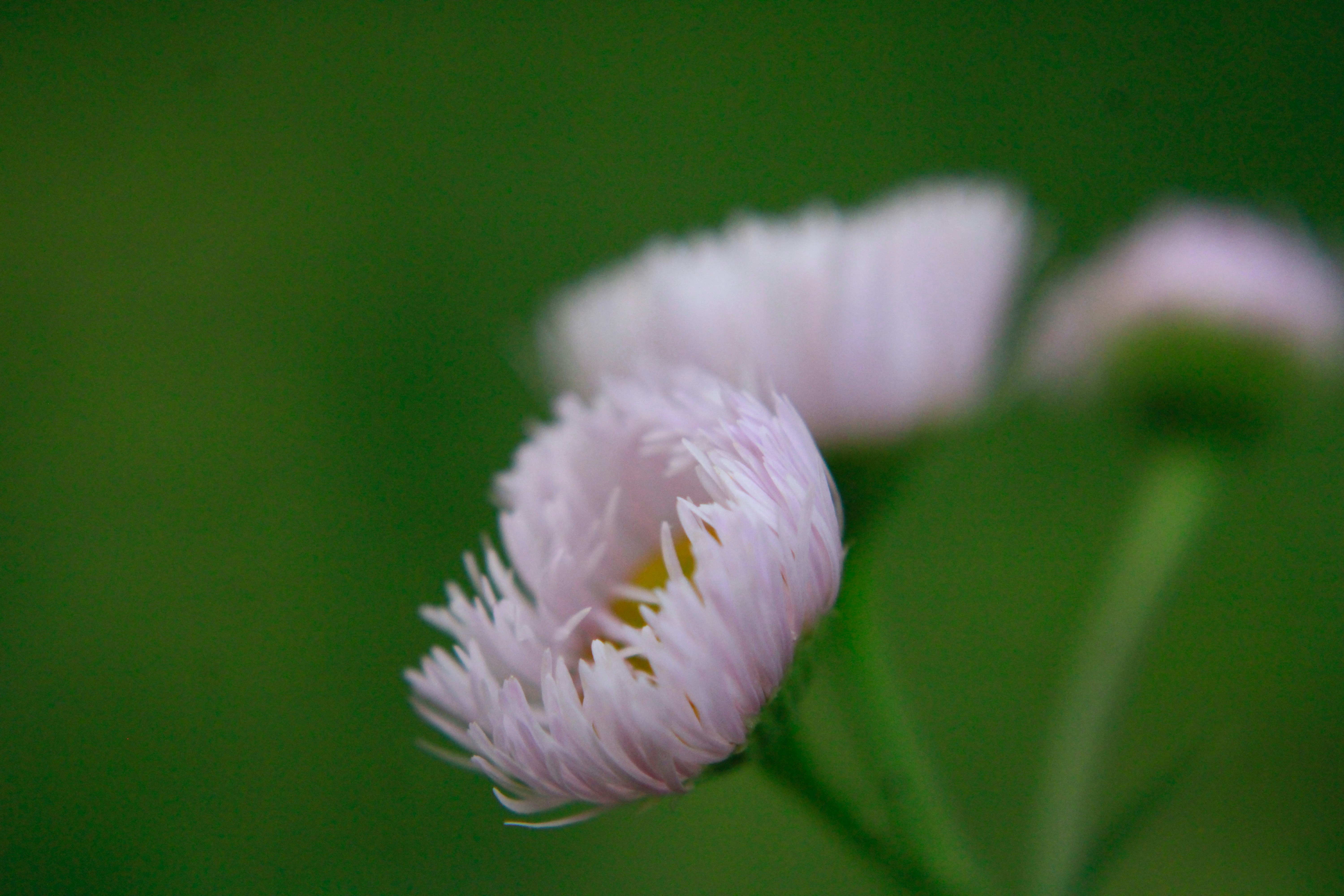 Soft Petal Fragments: a pale bloom in a velvet-green blur