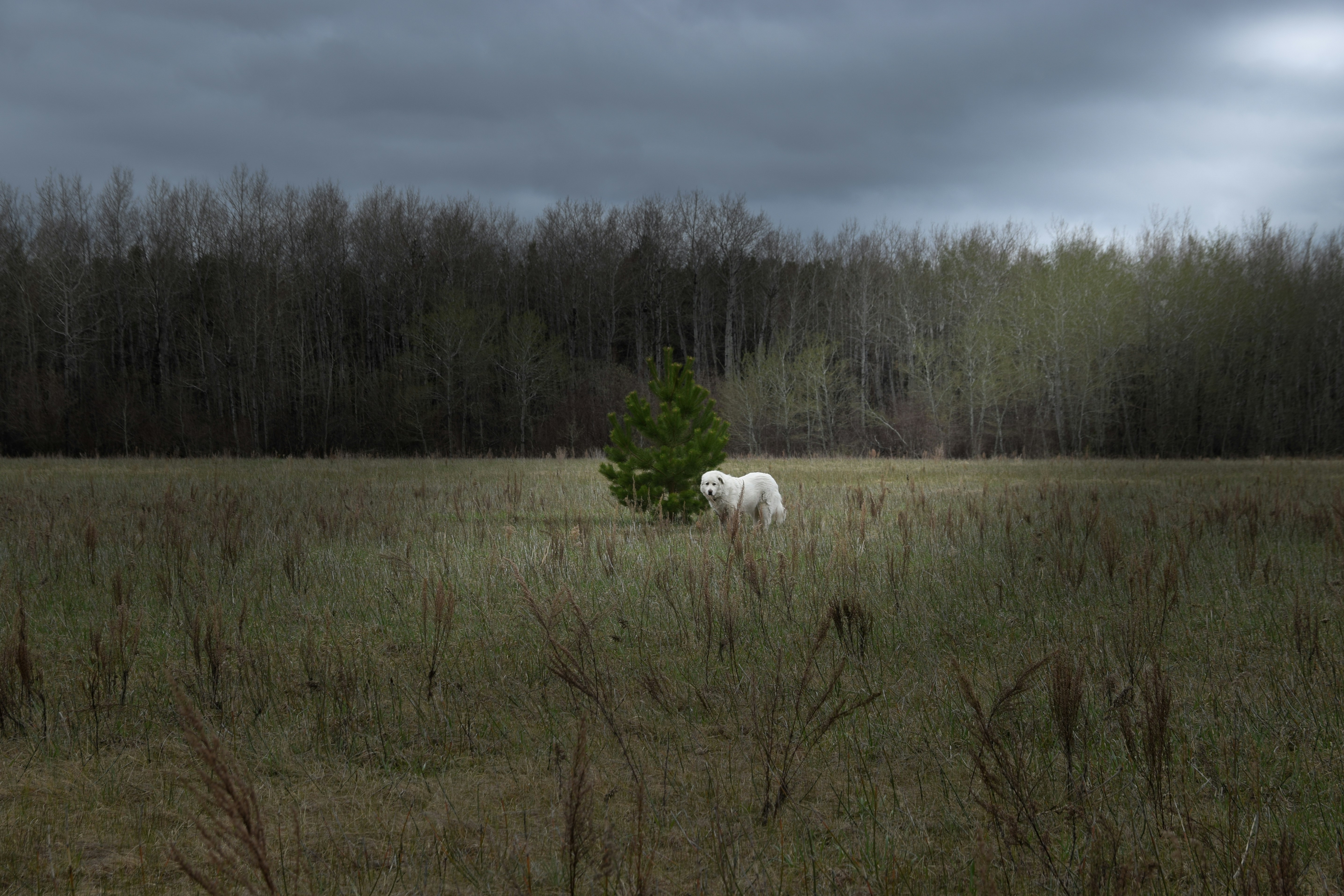  lone white horse grazing under a brooding sky in a field