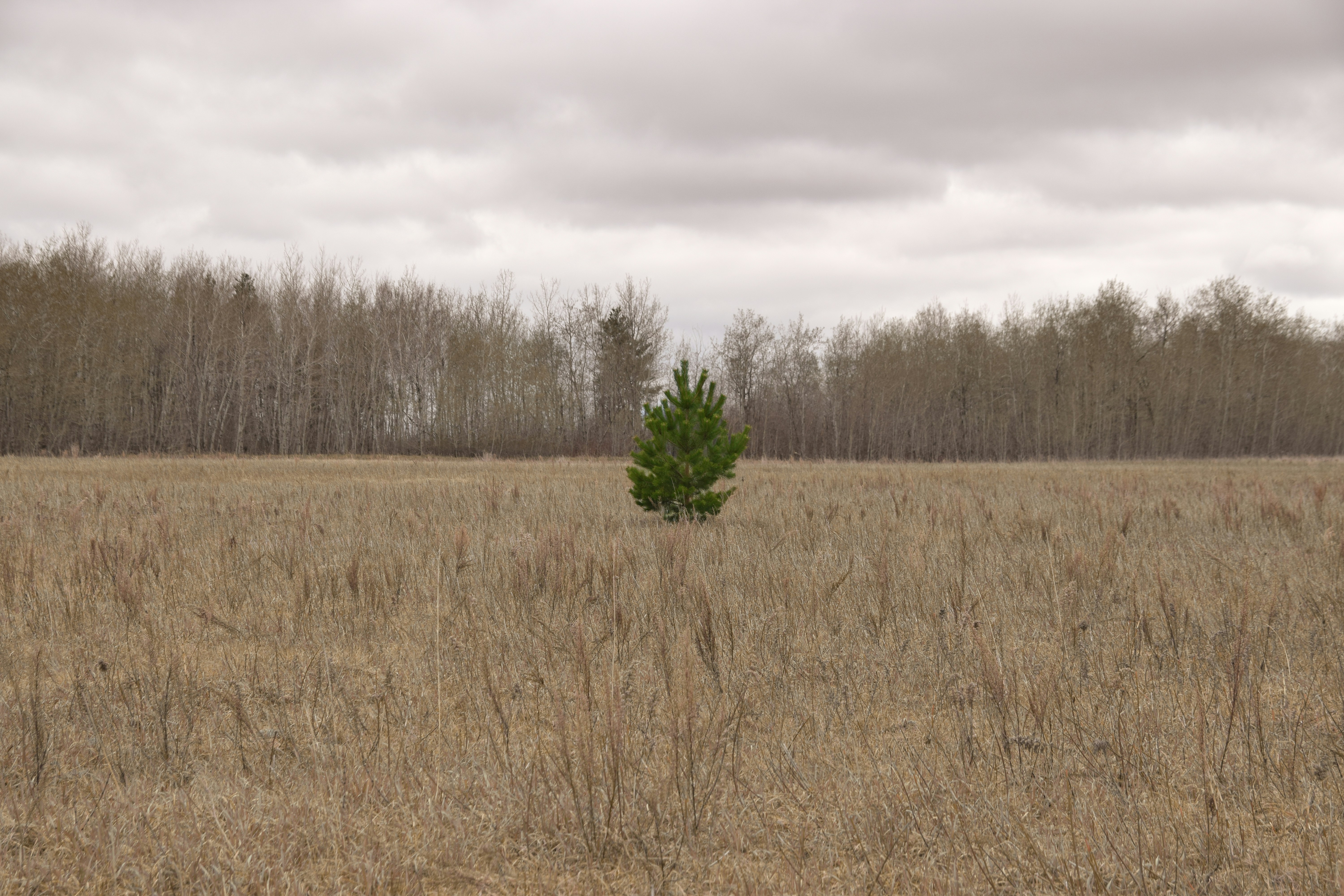 A Lone Evergreen in an Open Prairie