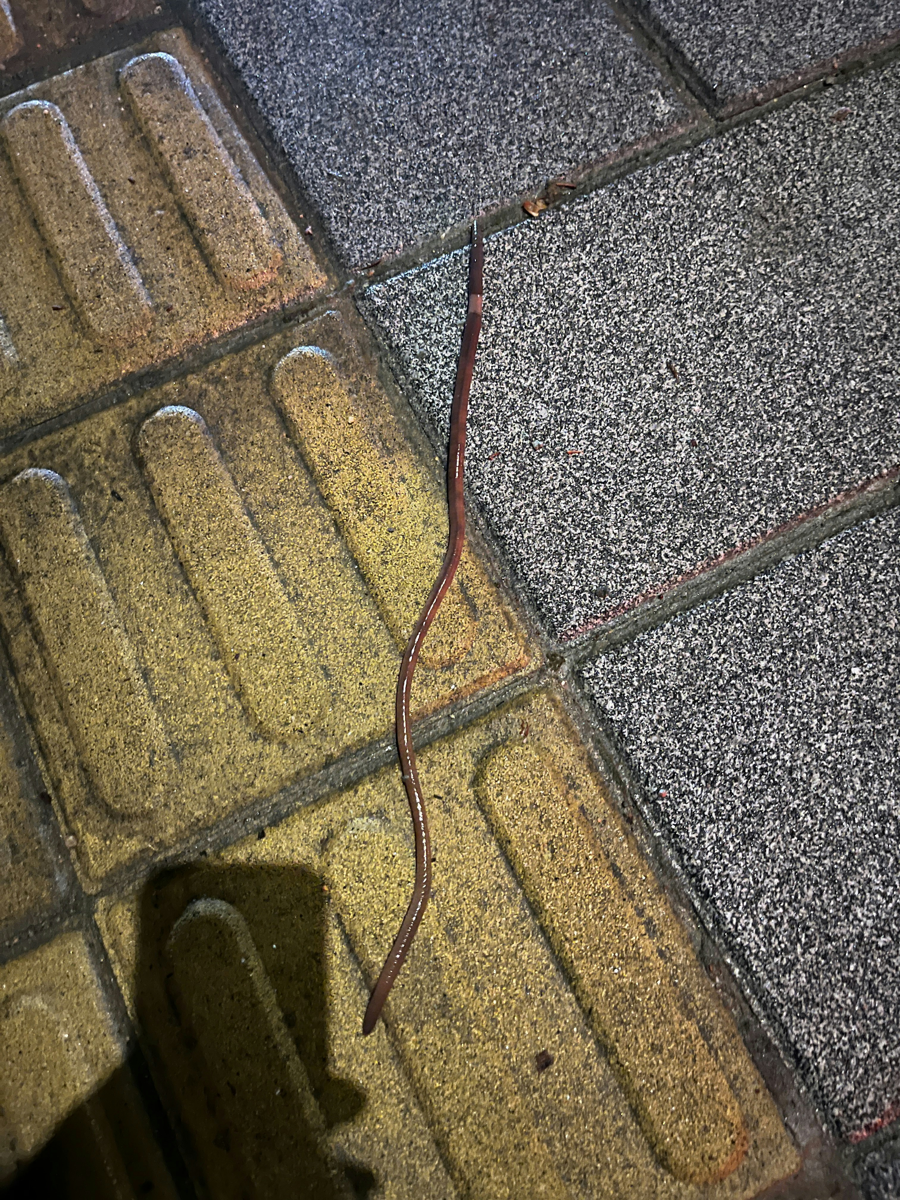 A single brown twig lies diagonally across textured concrete tiles and tactile paving, photographed at night to emphasize surface detail.