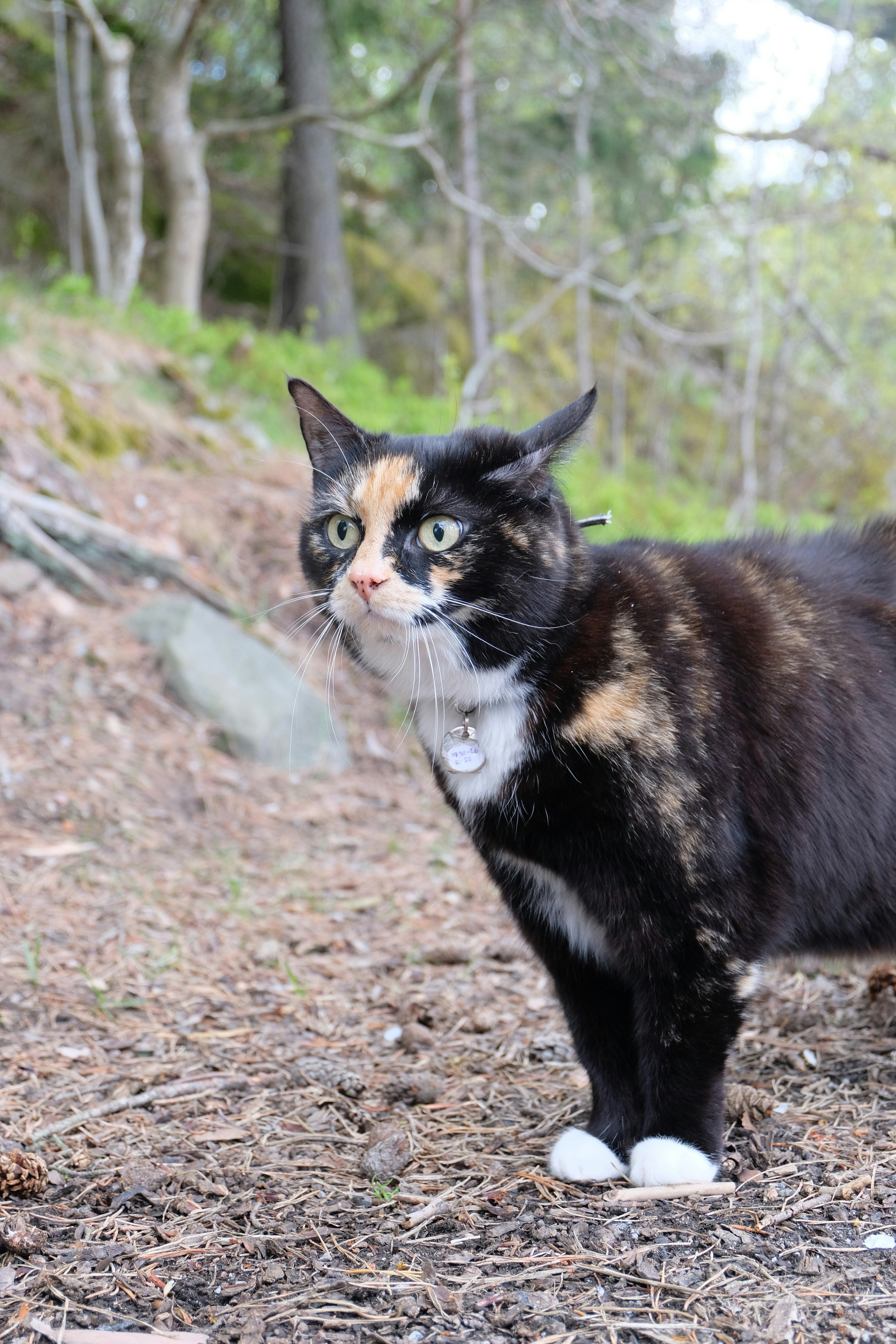 Curious Calico on a Forest Path