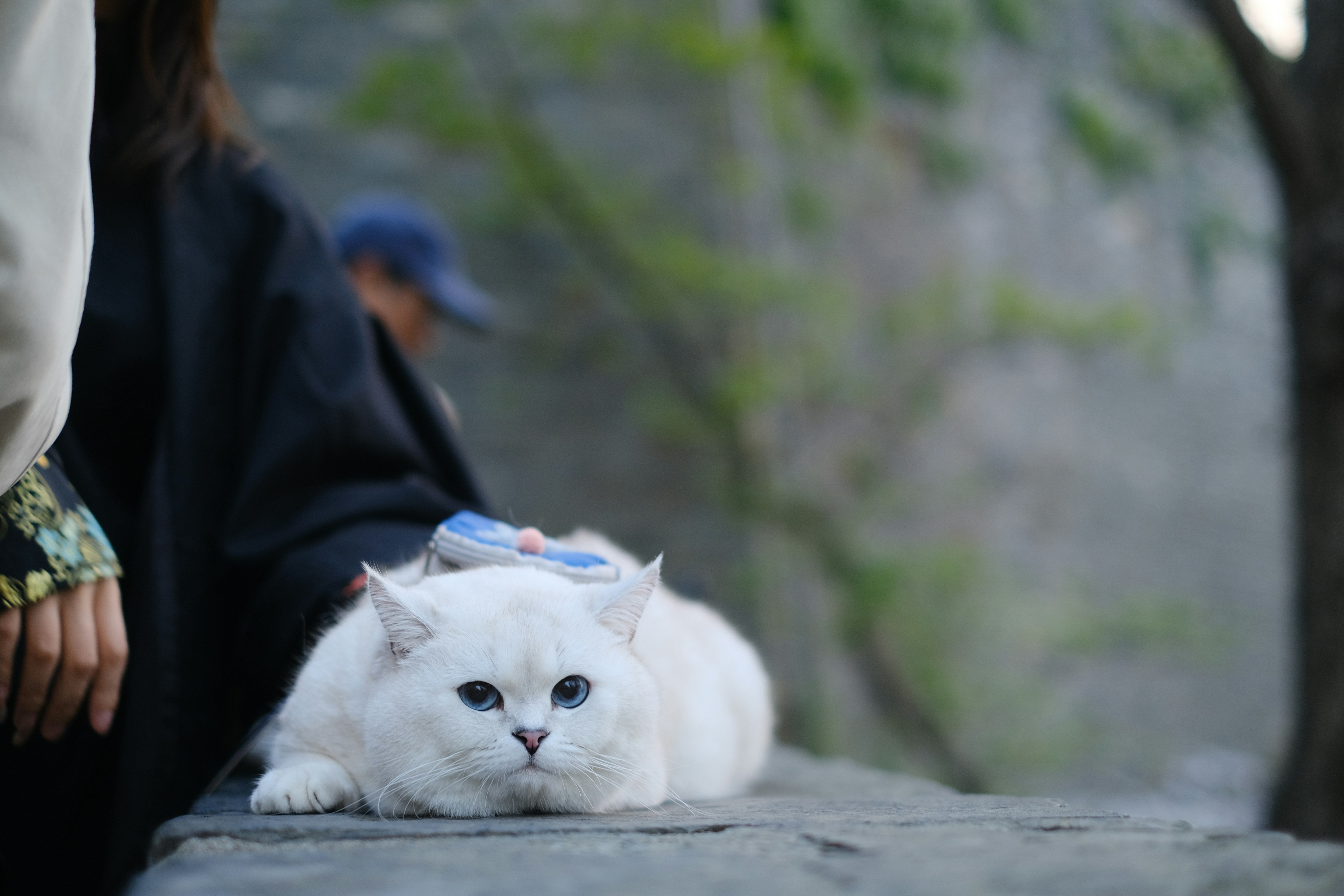 White cat with blue eyes relaxing on a stone surface. photo – Free Cat ...