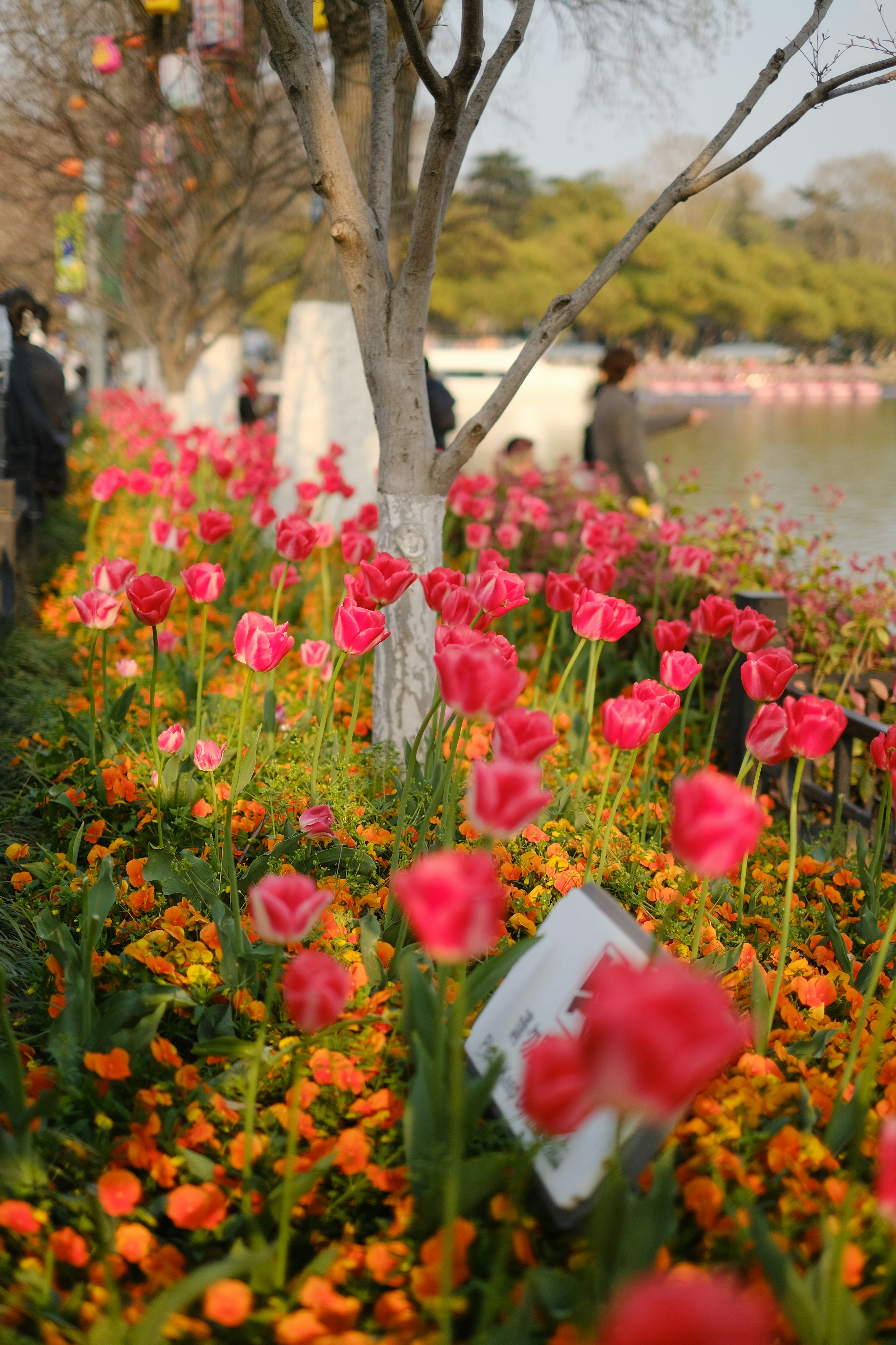 Petals by the Path: A Quiet Riverside Bloom Scene