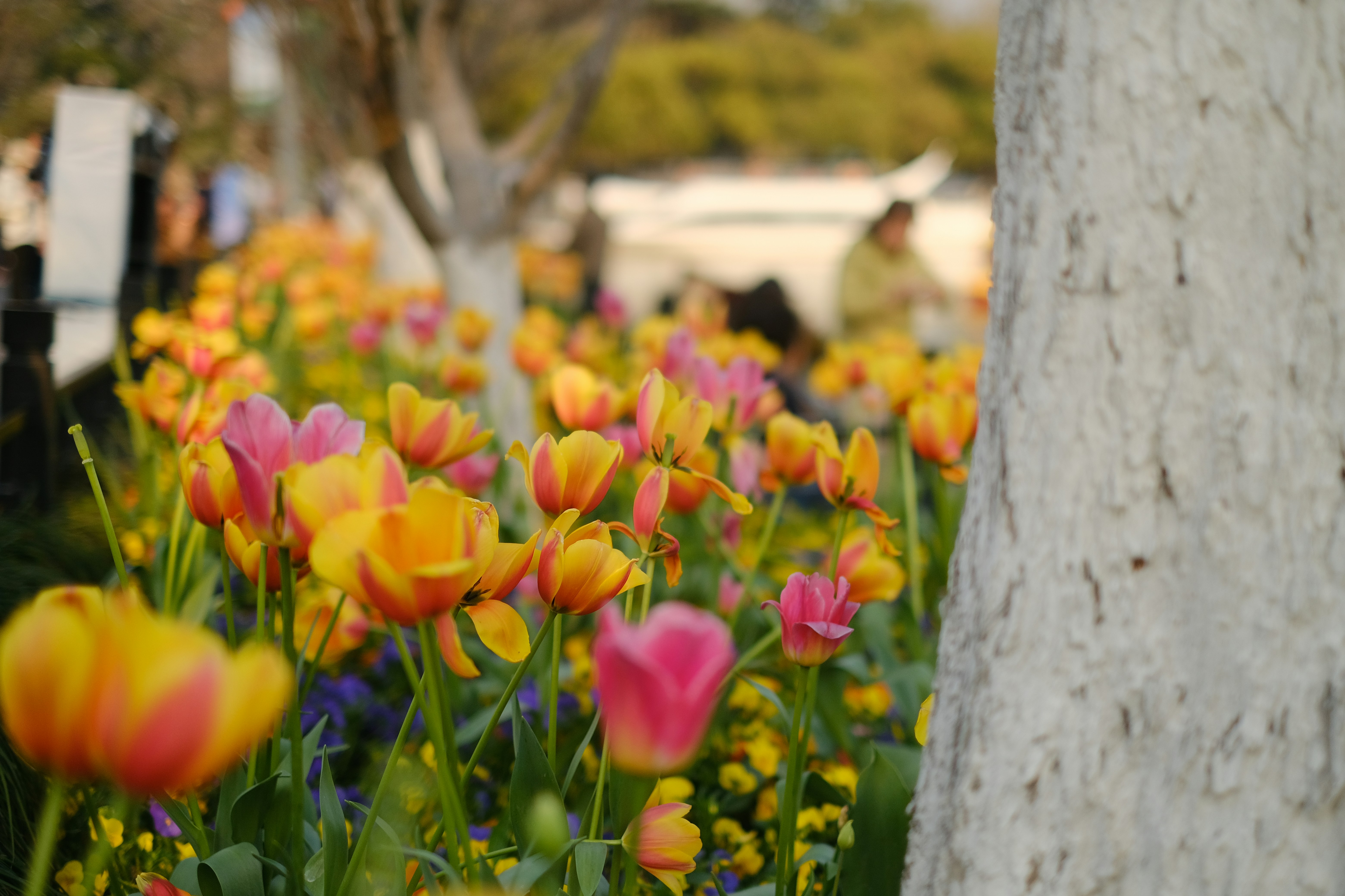 Tulip Terrace by the Trunk