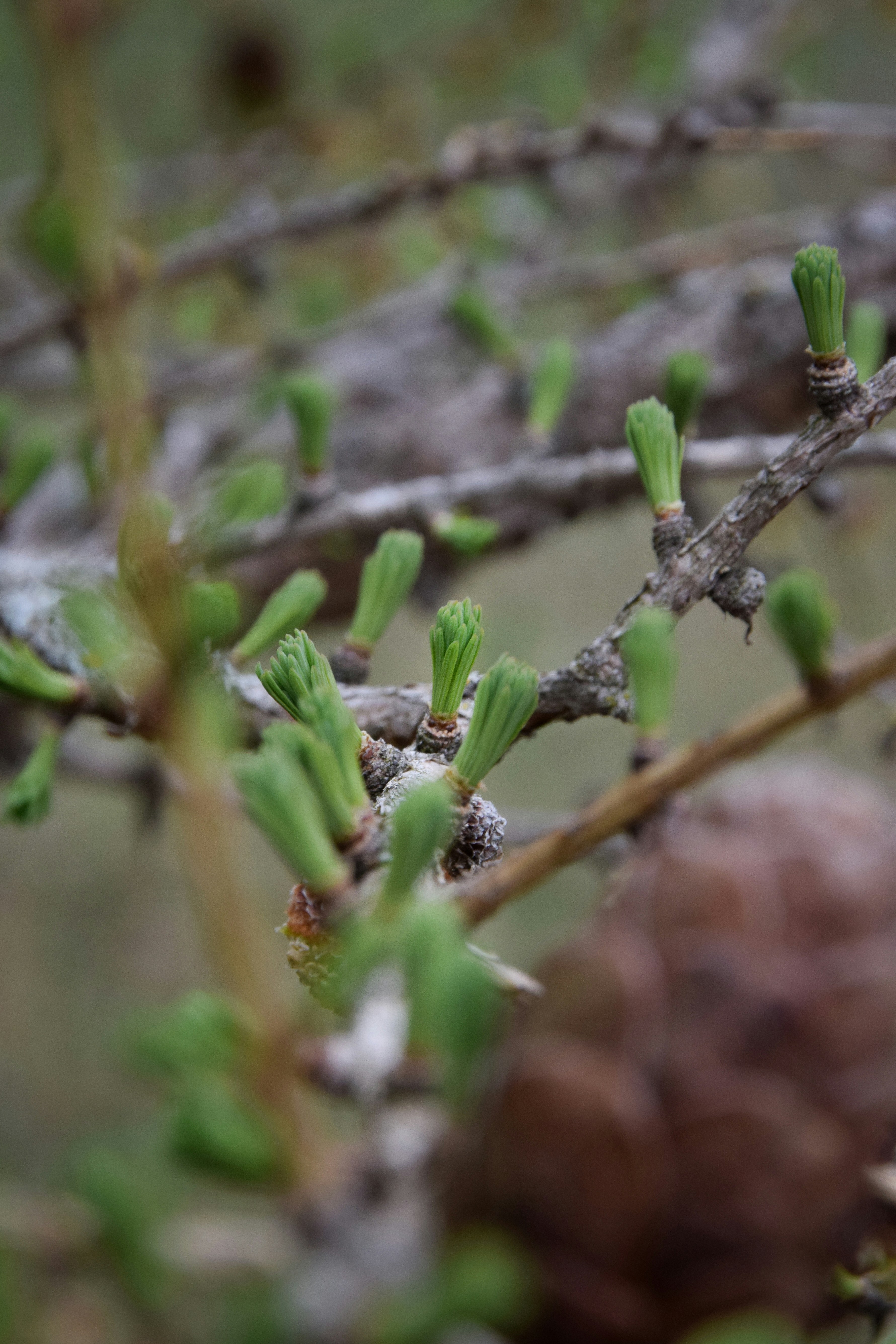 Emerging Buds on a Fragrant Branch