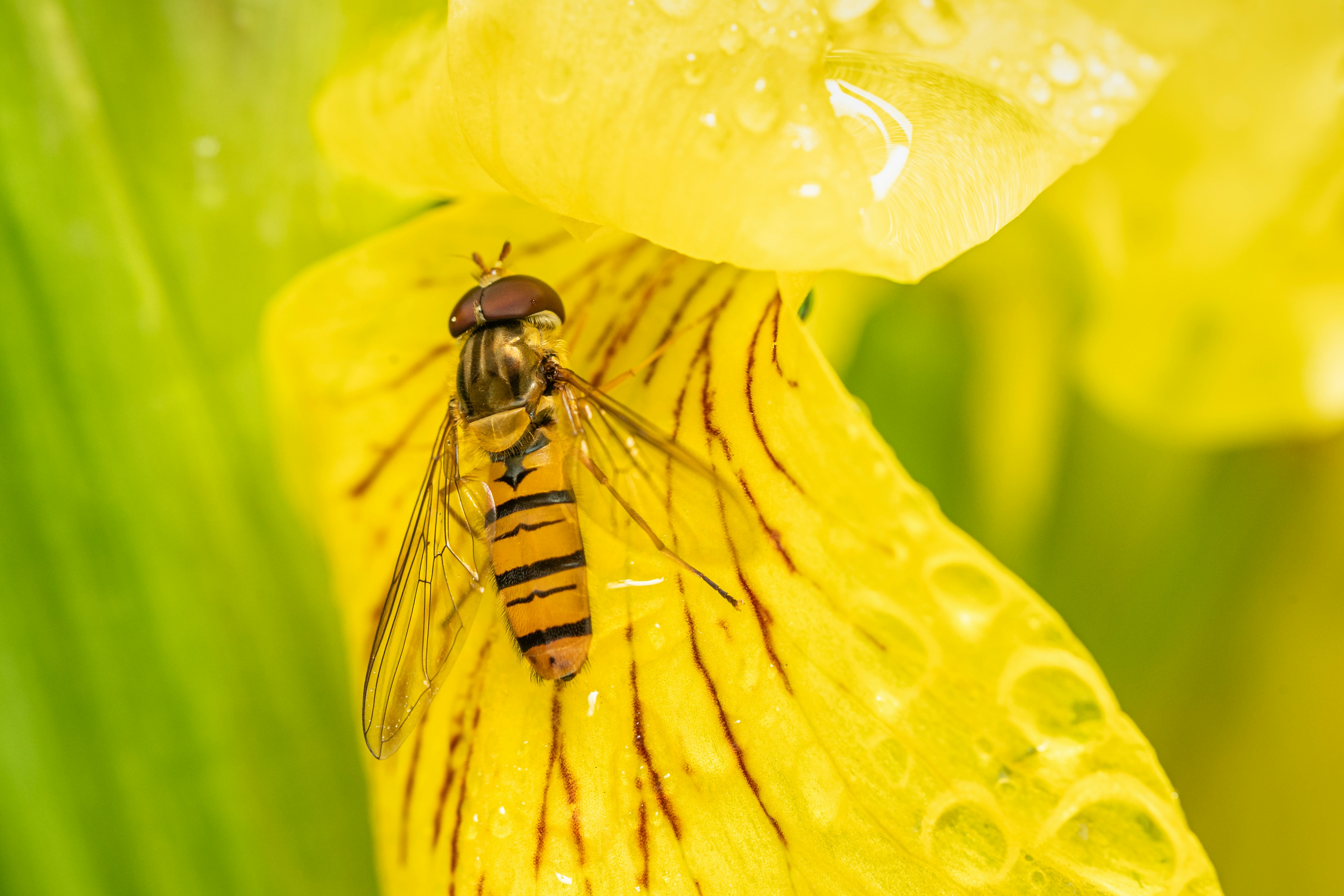 Golden Iris Meadow Doctor: A Hoverfly on a Yellow Iris